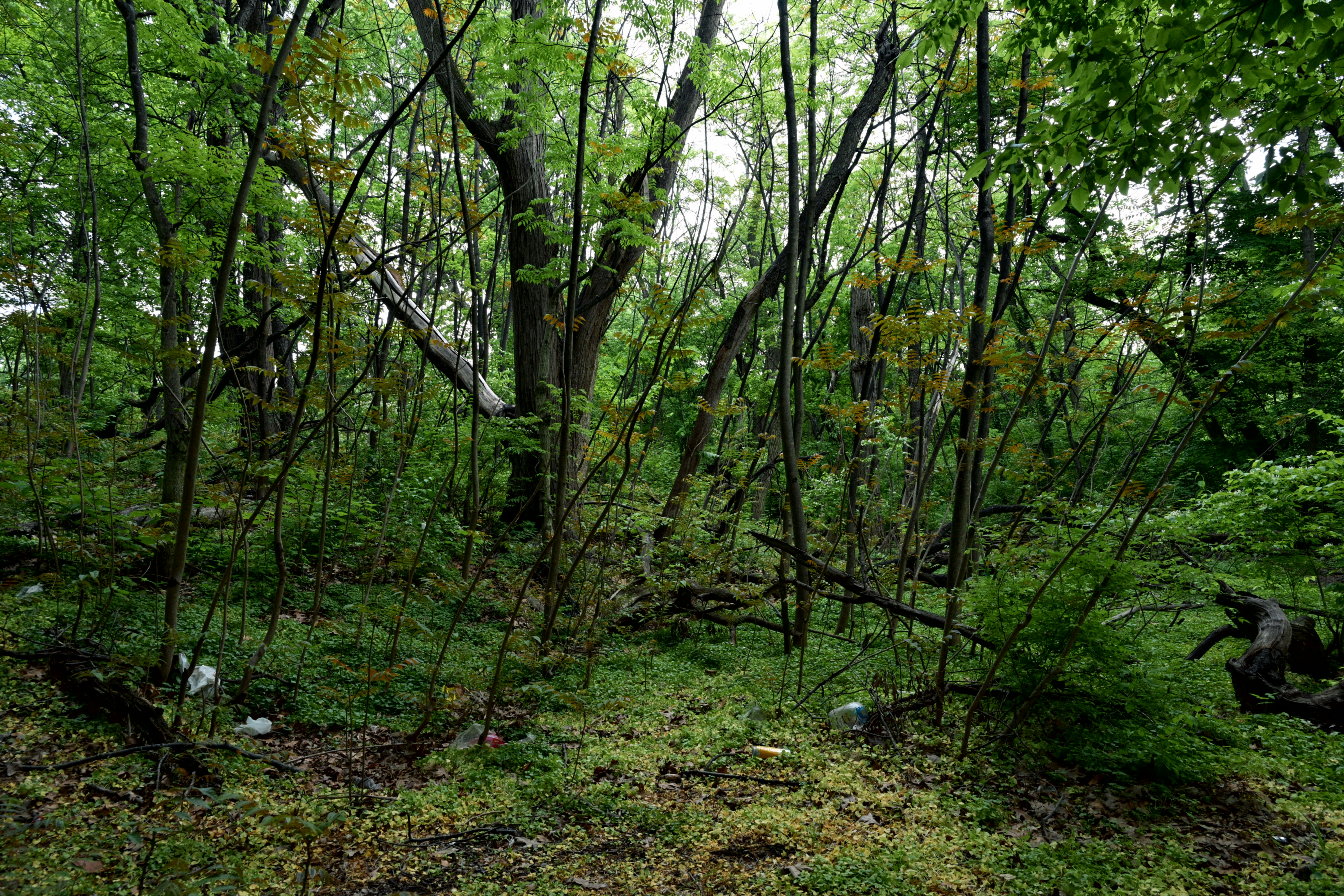 Verdant Thicket: A Quiet Forest Clearing
