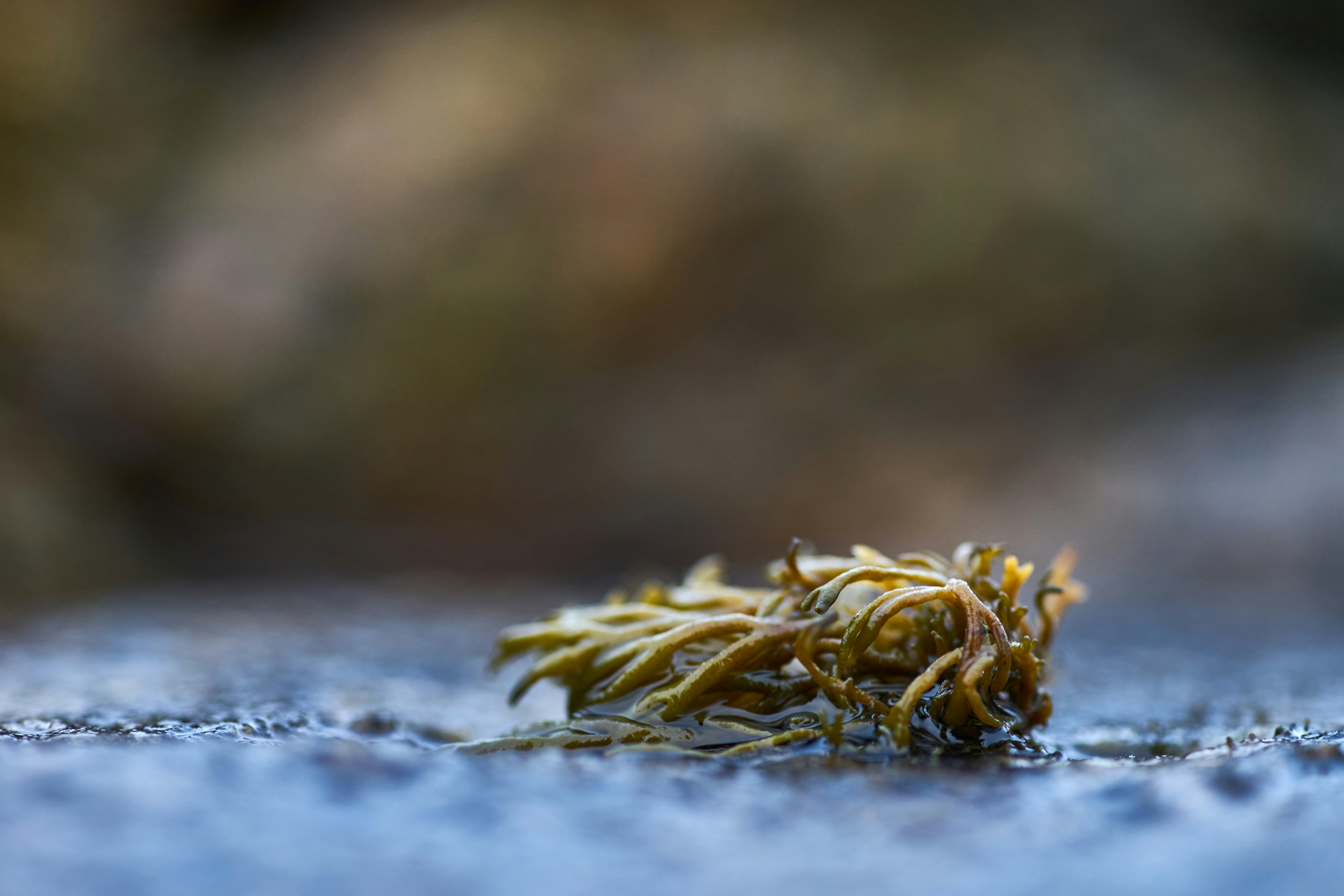 Lonely Seaweed on a Cold Asphalt Stage