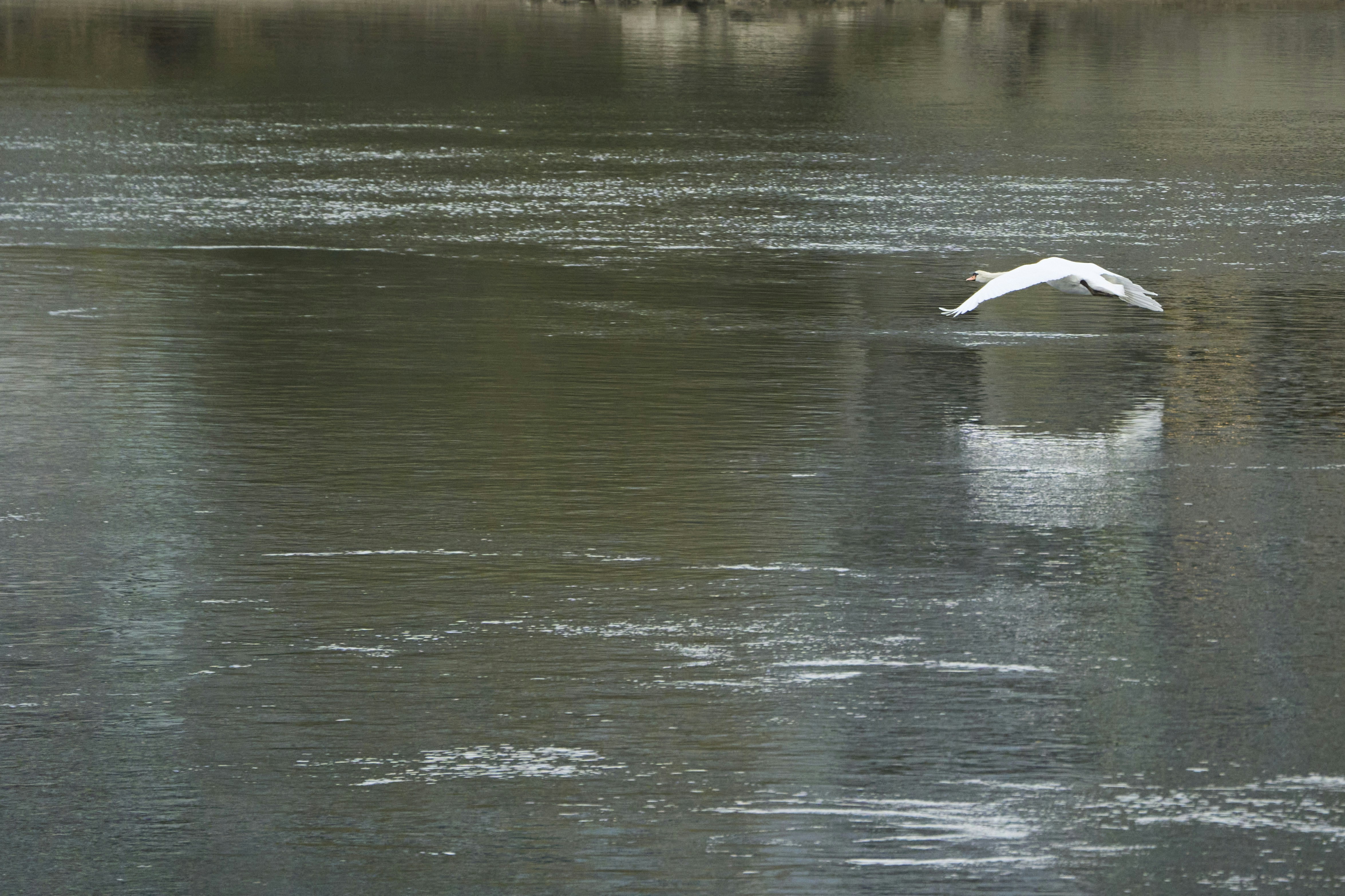White Seabird Skimming a Calm River at Dusk
