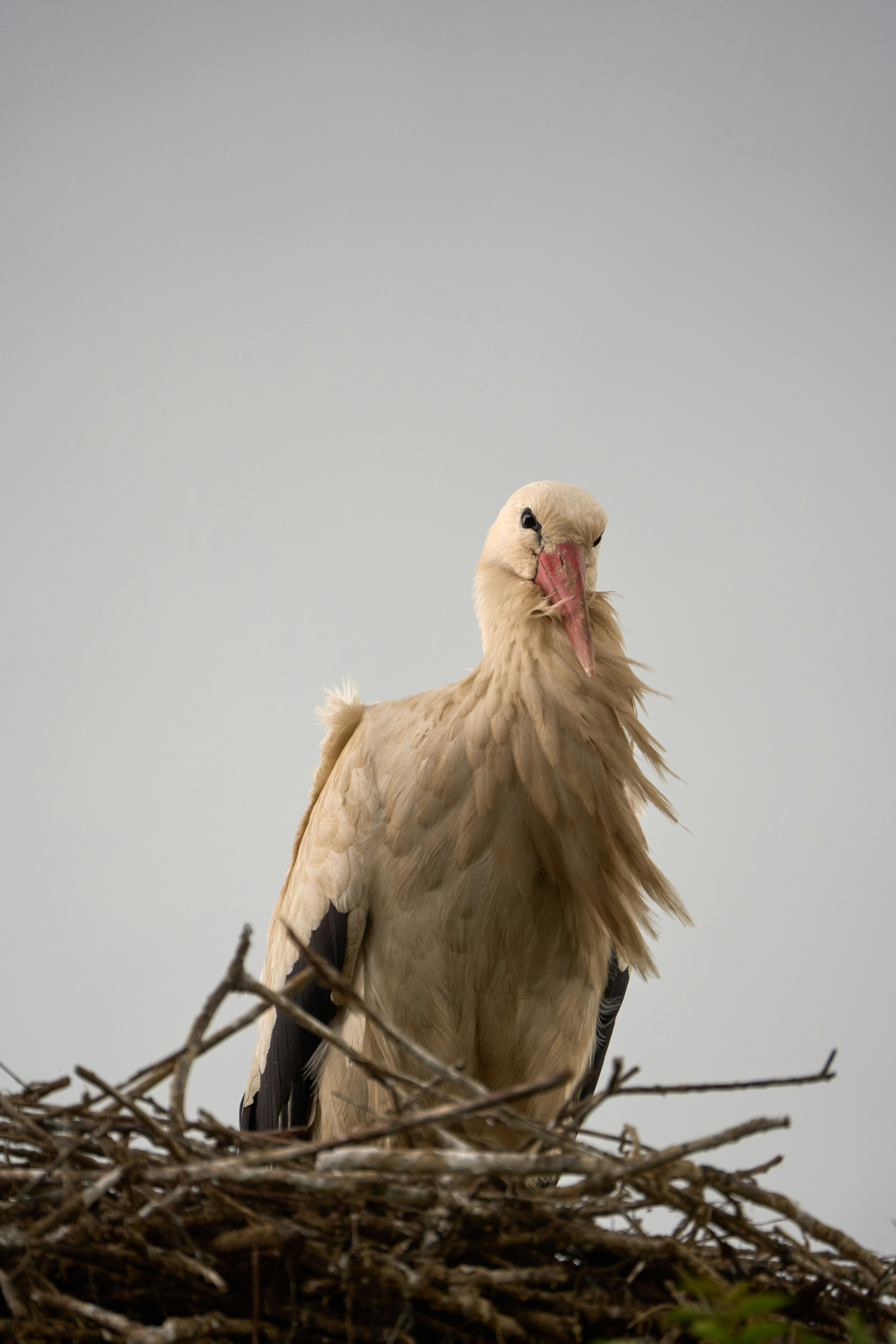 Stork's Watchful Post above a Tangle of Twigs