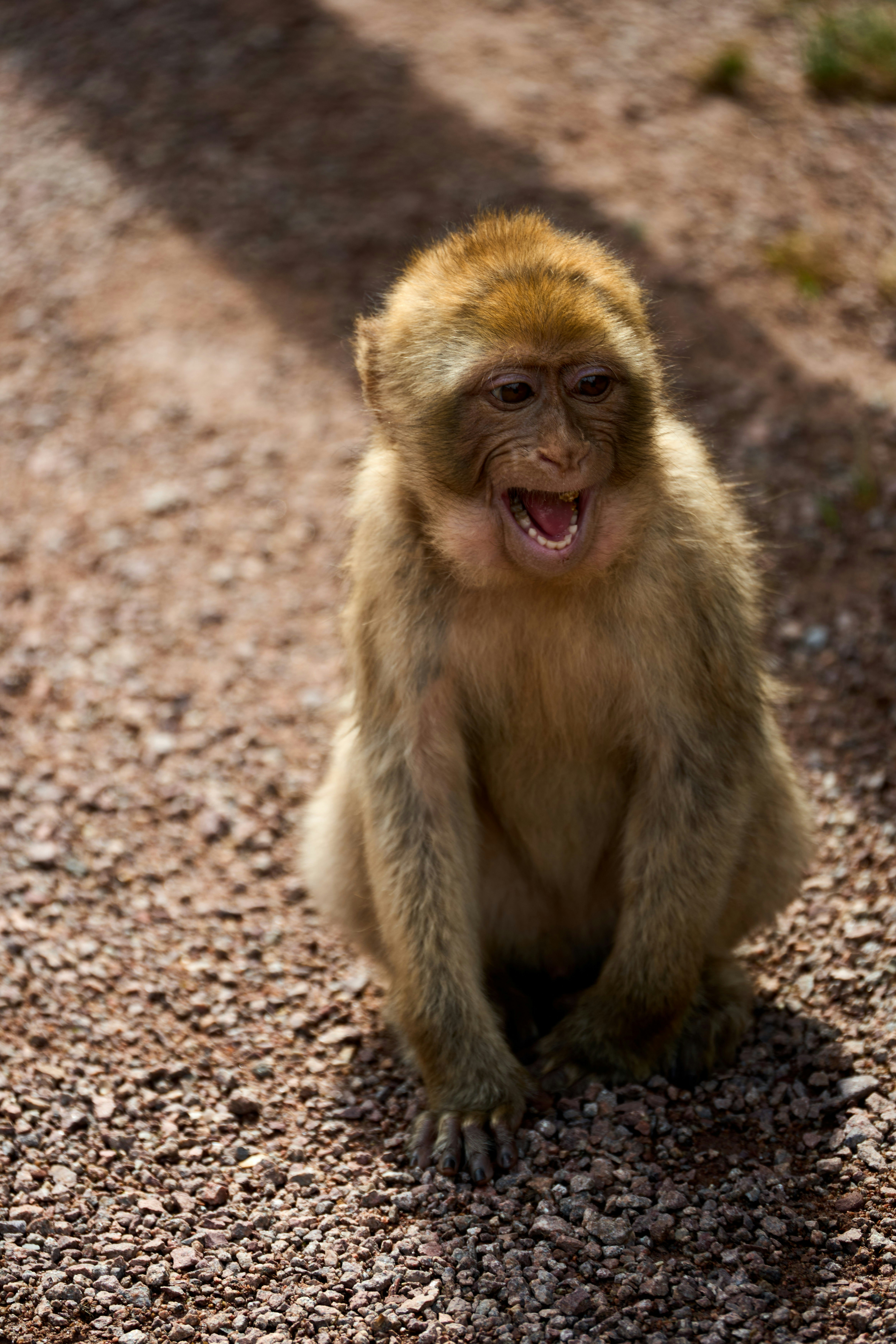Playful Moment: Young Monkey Opens Wide in Sunlit Gravel