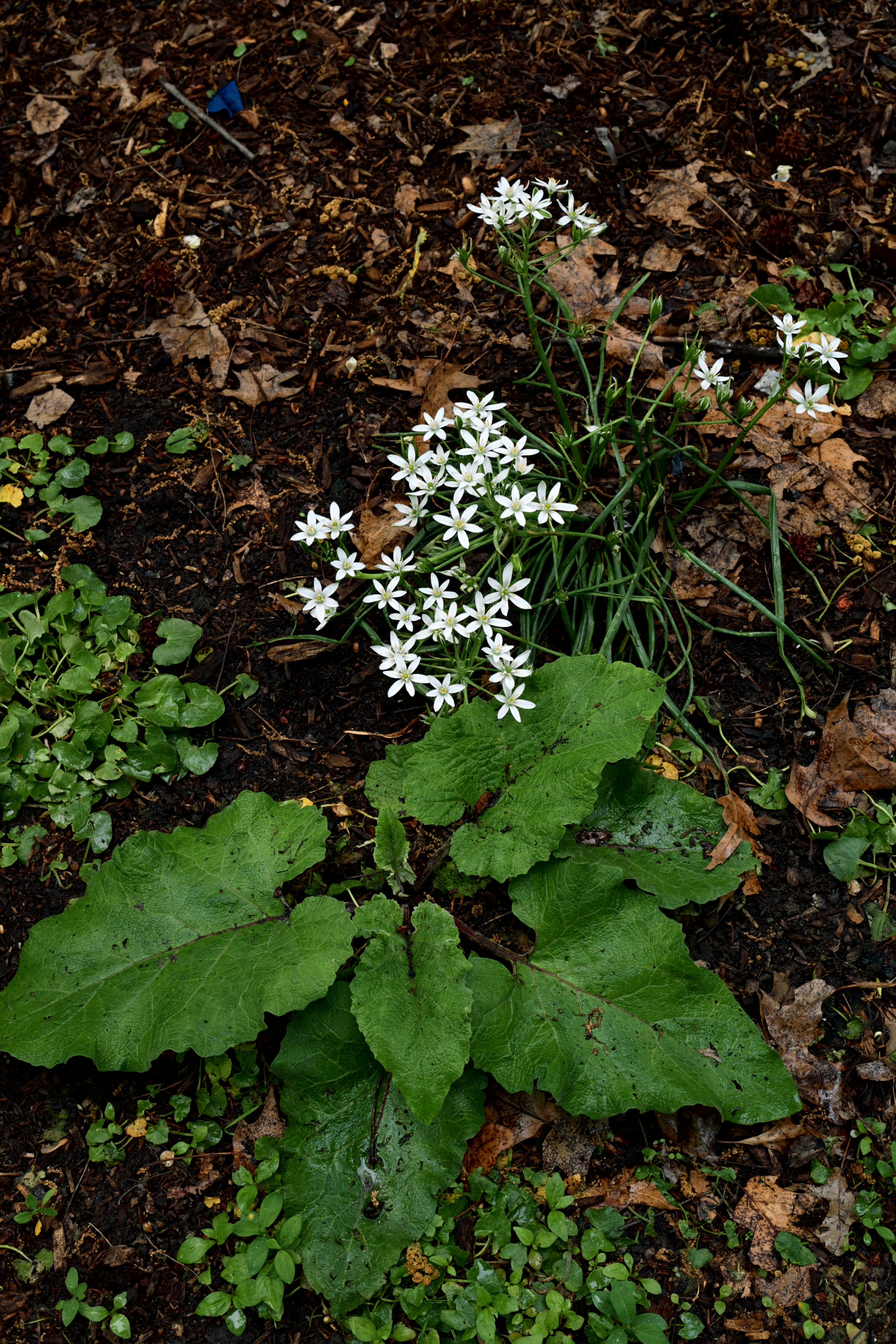 White Starburst in a Woodland Bed