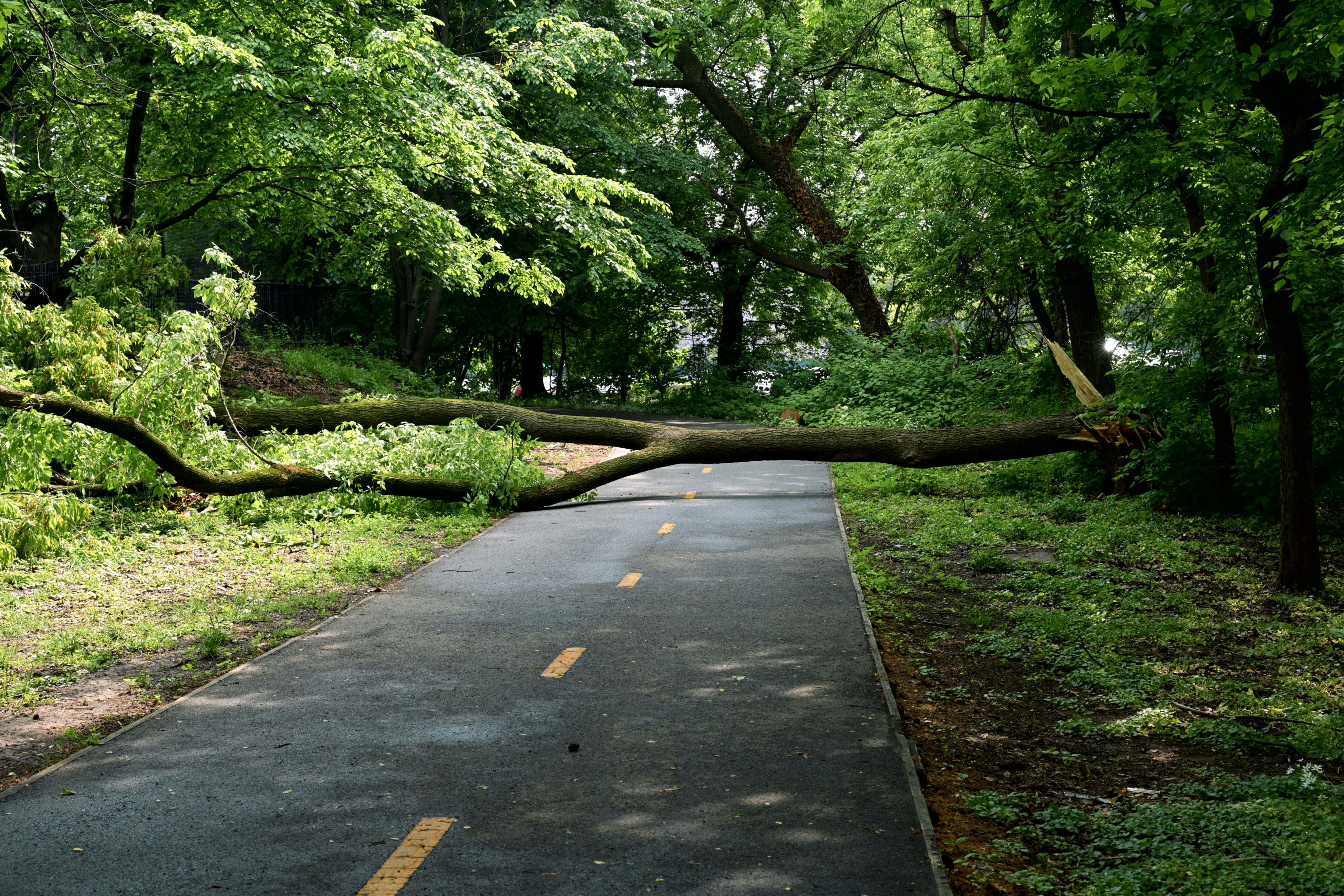 A fallen tree blocks a paved path in a forest.
