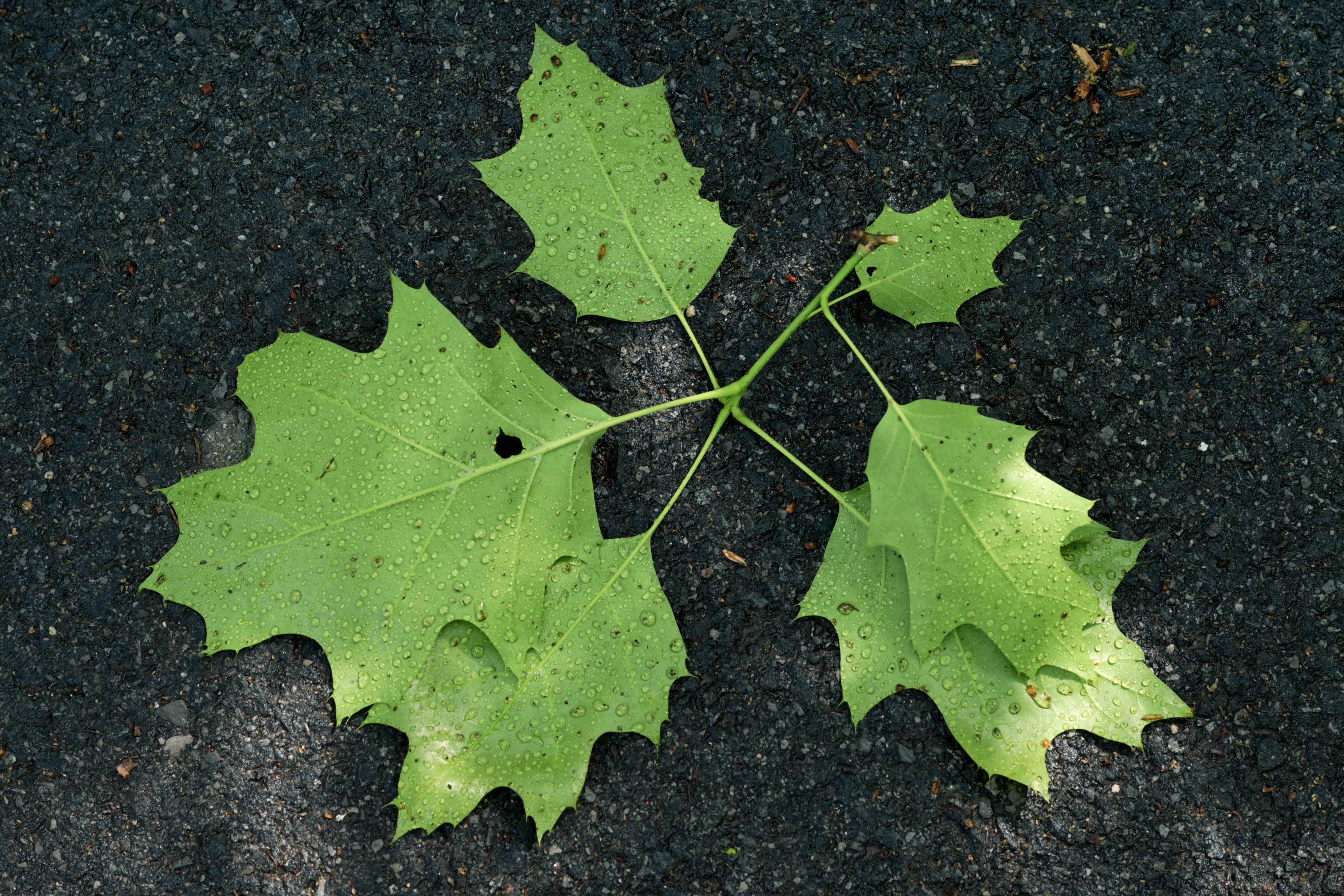 Green Maple Fragments on Asphalt: A Closeup of Nature's Vertices