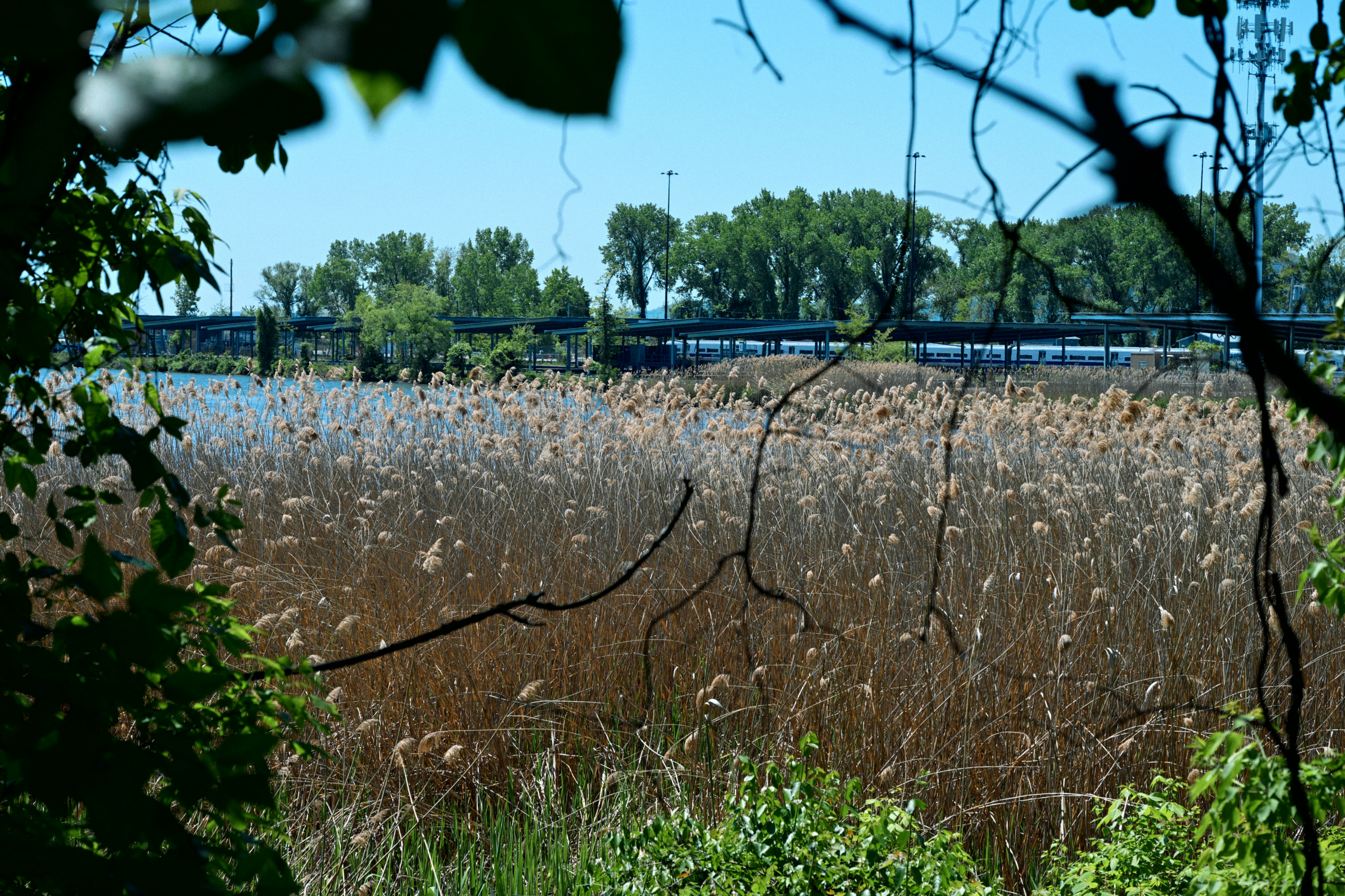 Bridge viewed through a sea of reeds