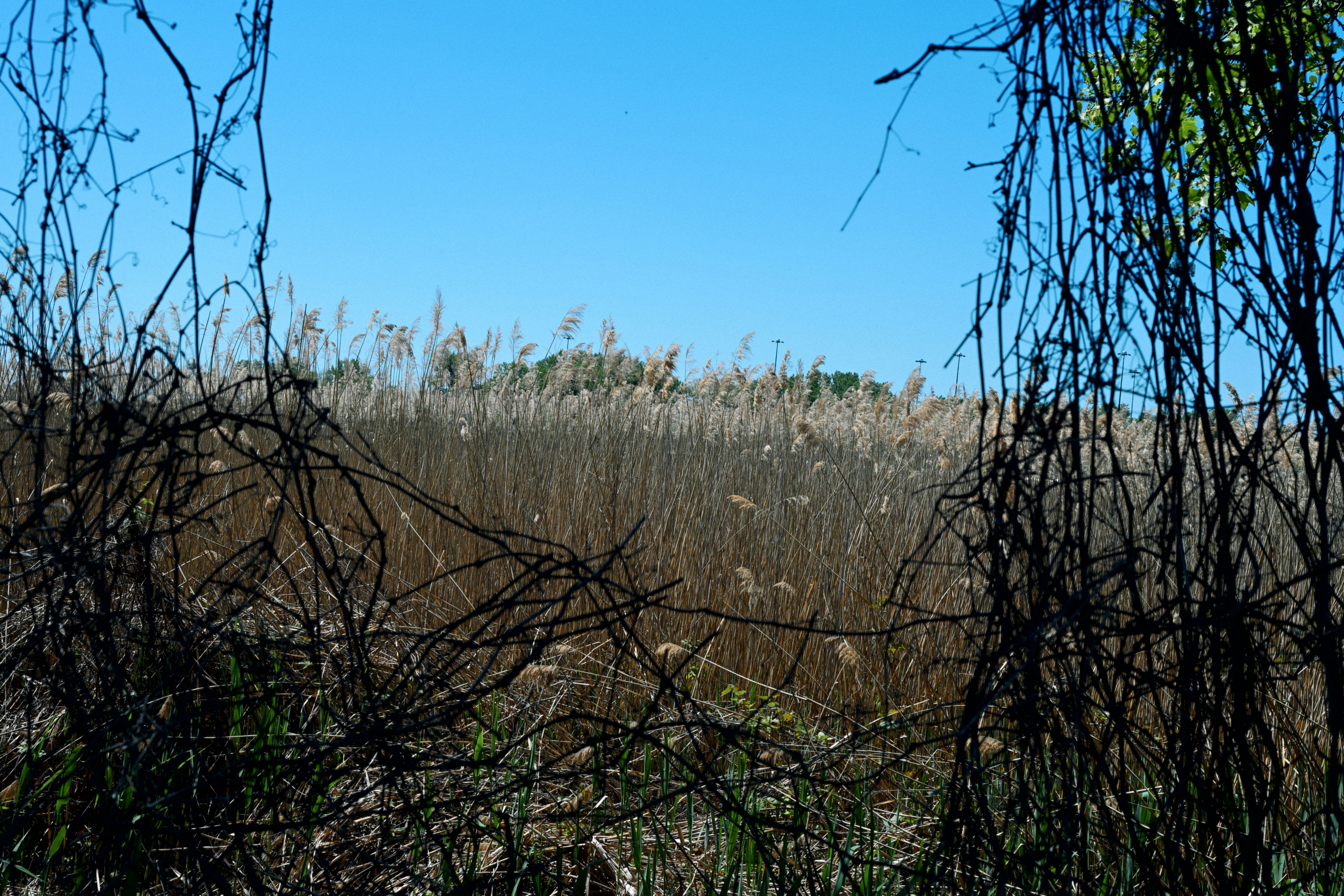 Clear Sky Above a Thicket of Reed Grass
