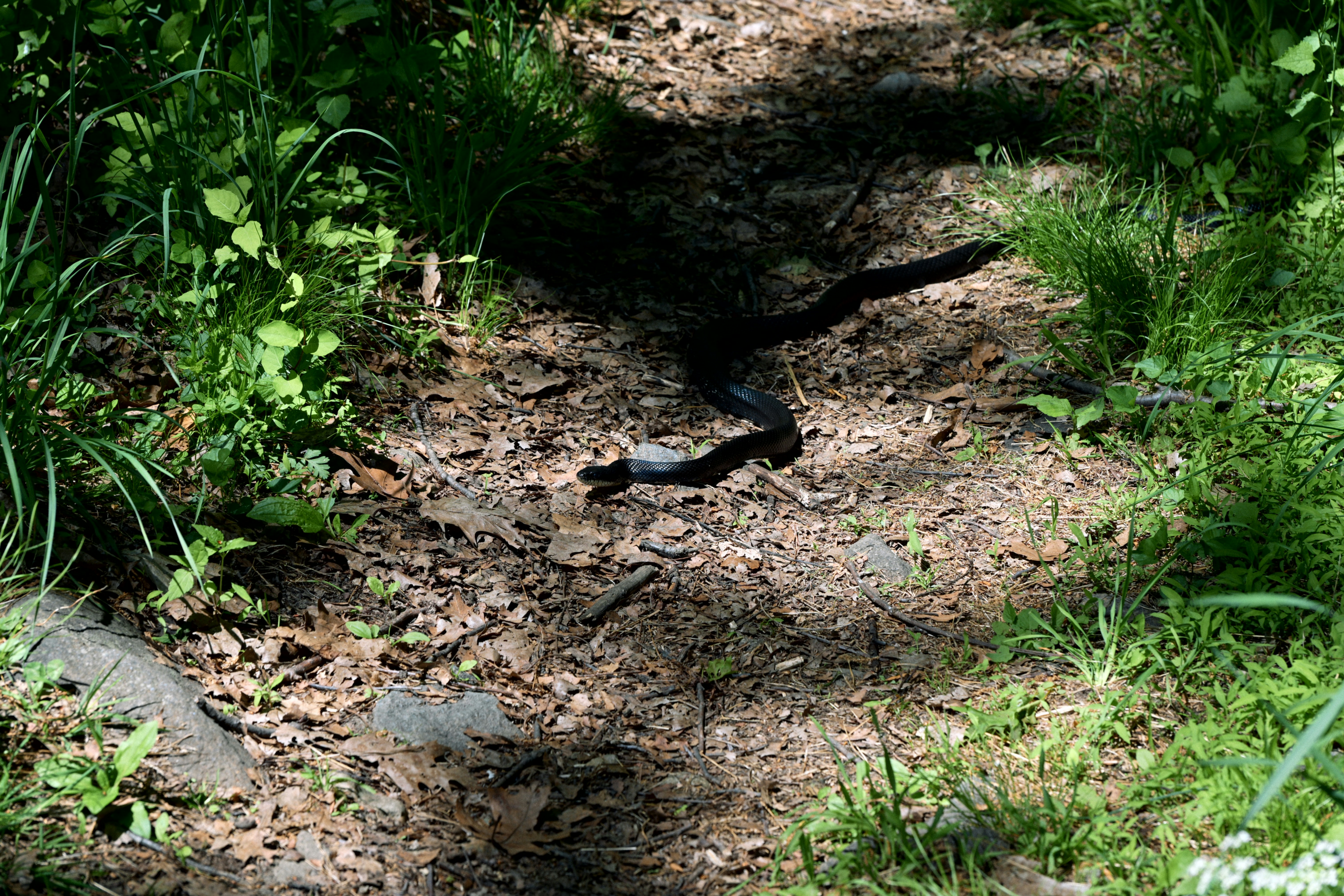 A black snake slithers across a sun-dappled dirt path.