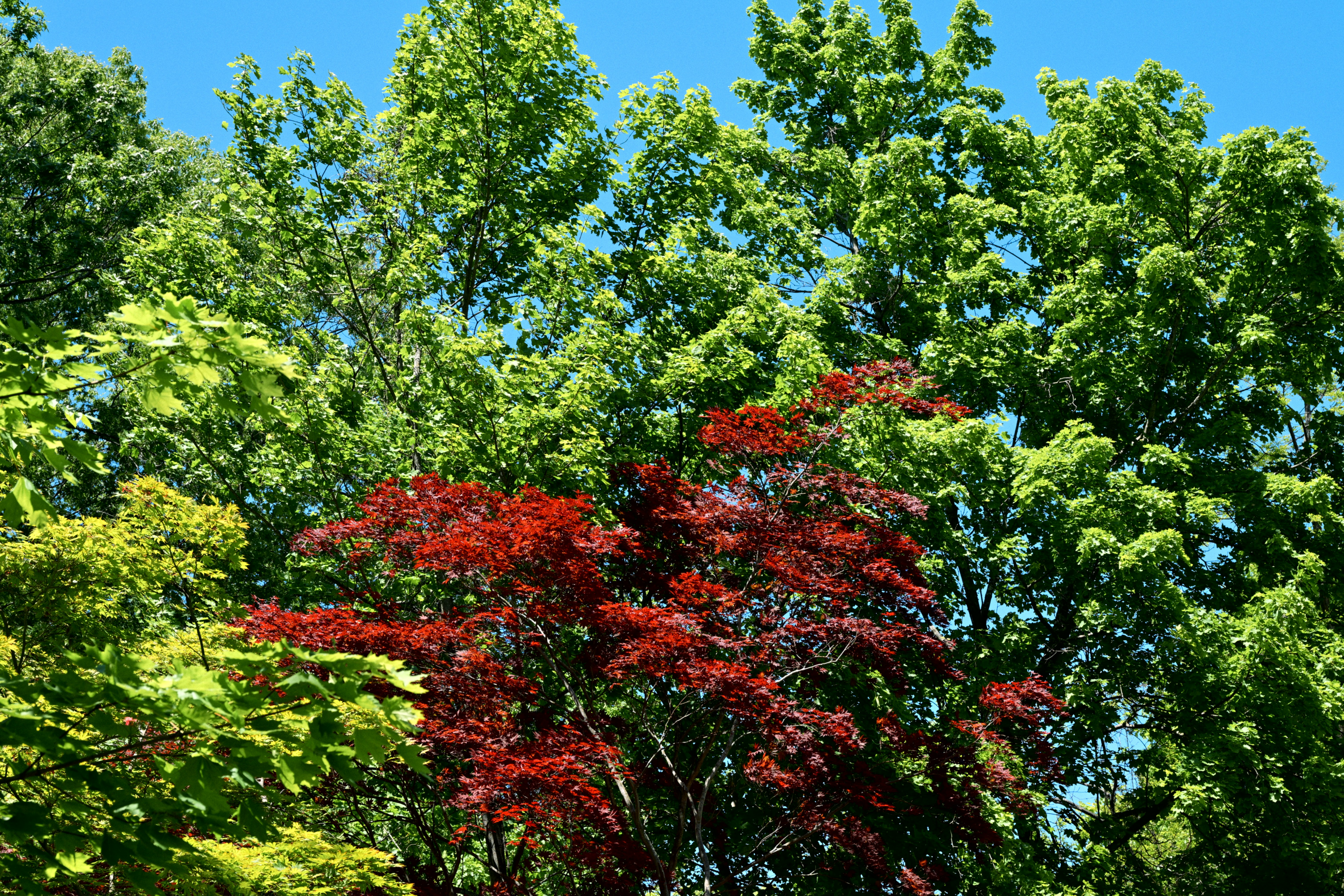 Emerald Canopy with Ruby Foliage under a Cobalt Sky
