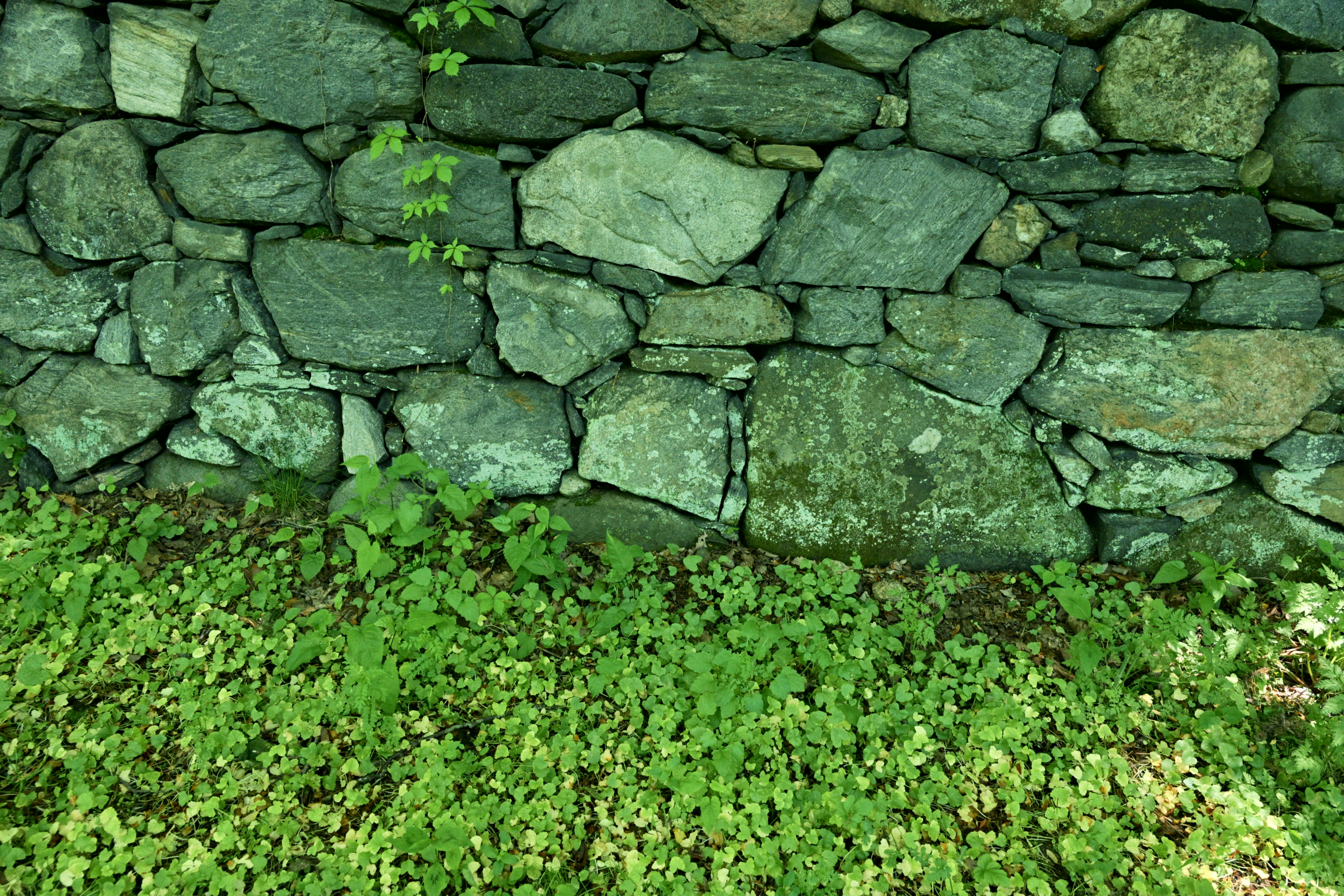 Stone Wall Echoes: Ferns at the Foot of Time