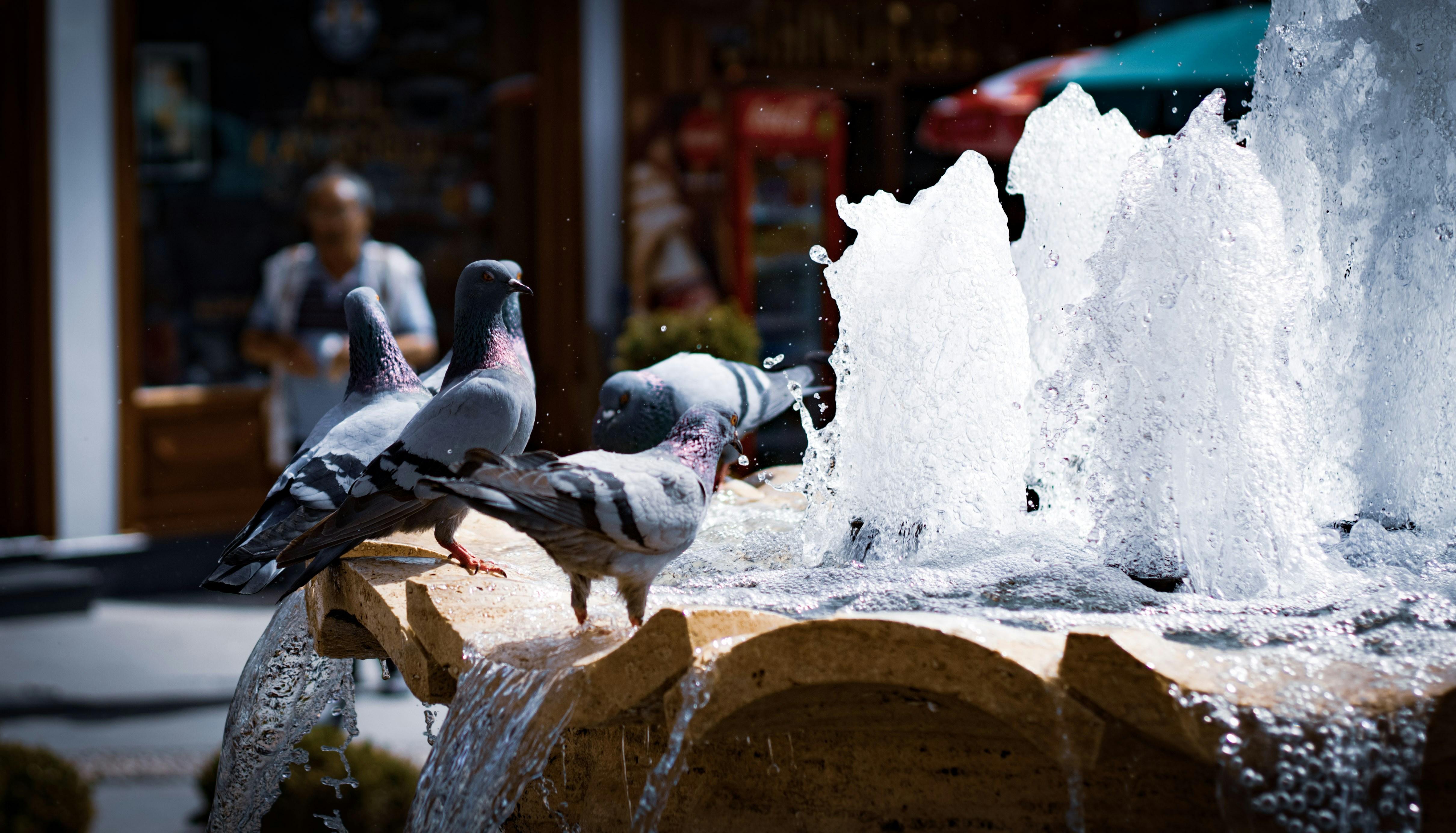 Pigeons at a Water Sprite: City Fountain Moment