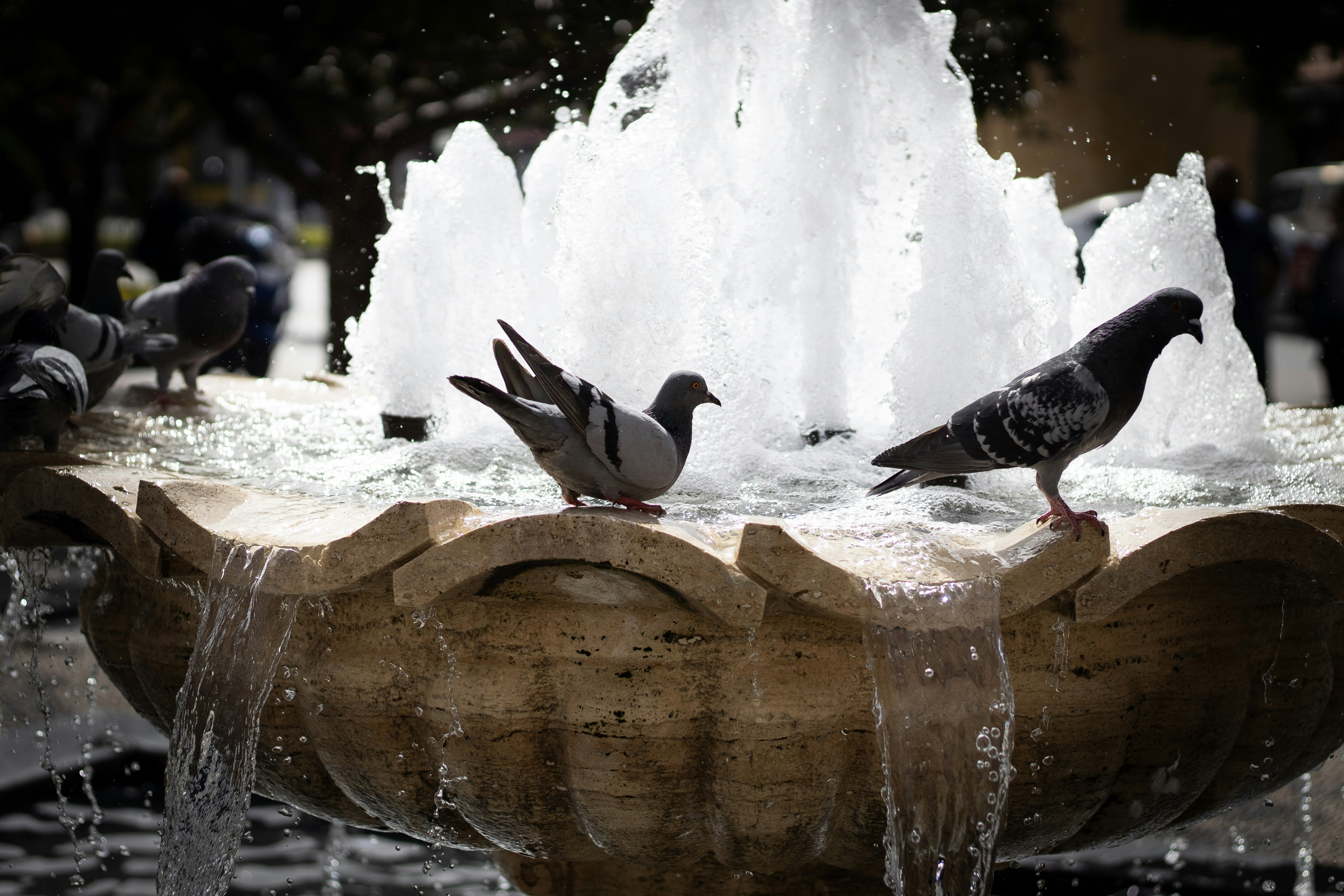 Pigeons on a Cascading Fountain Crown