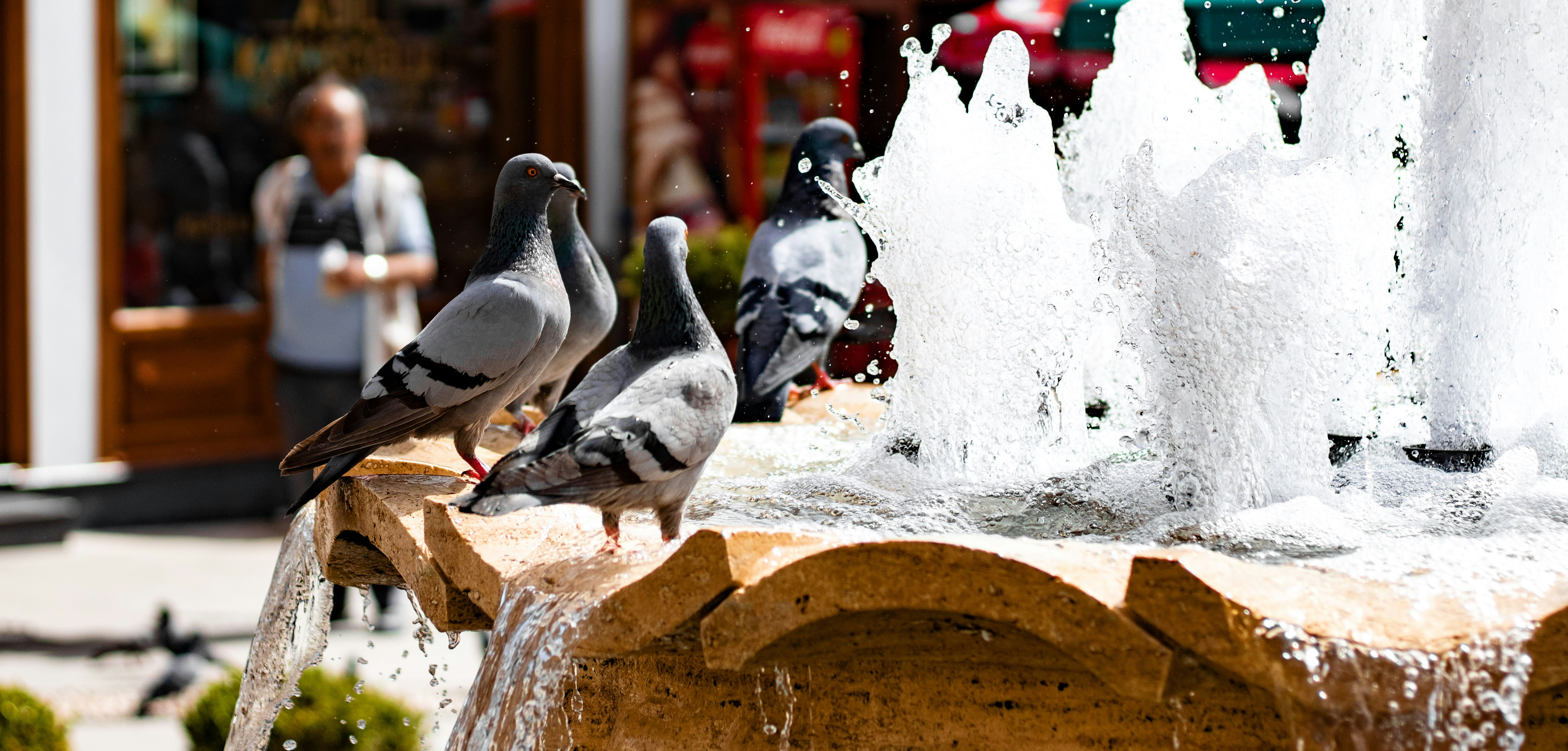 Pigeons Perched by a Fountain in a Sunny Courtyard