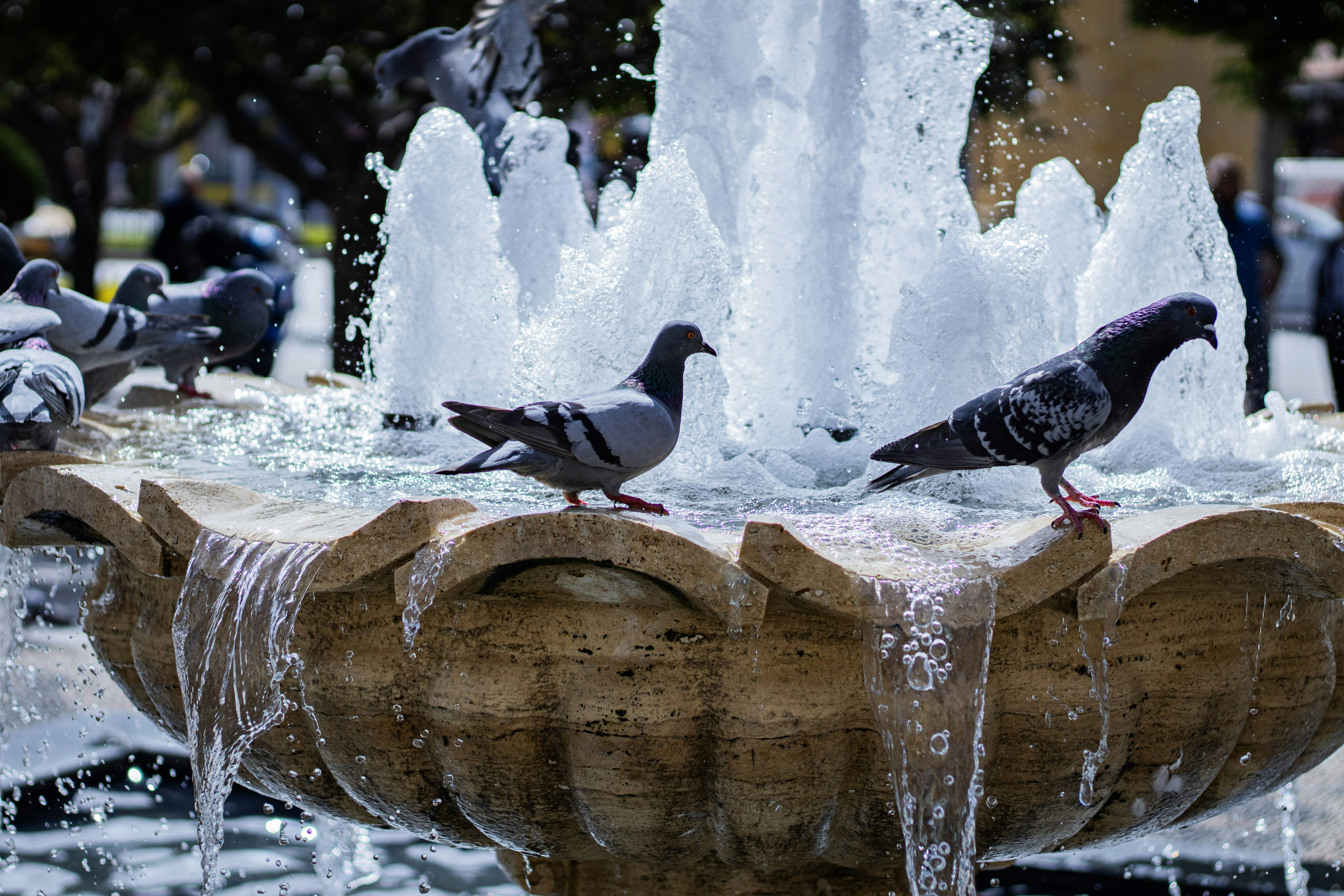 Pigeons on a Fountain Edge: A Moment of Balance