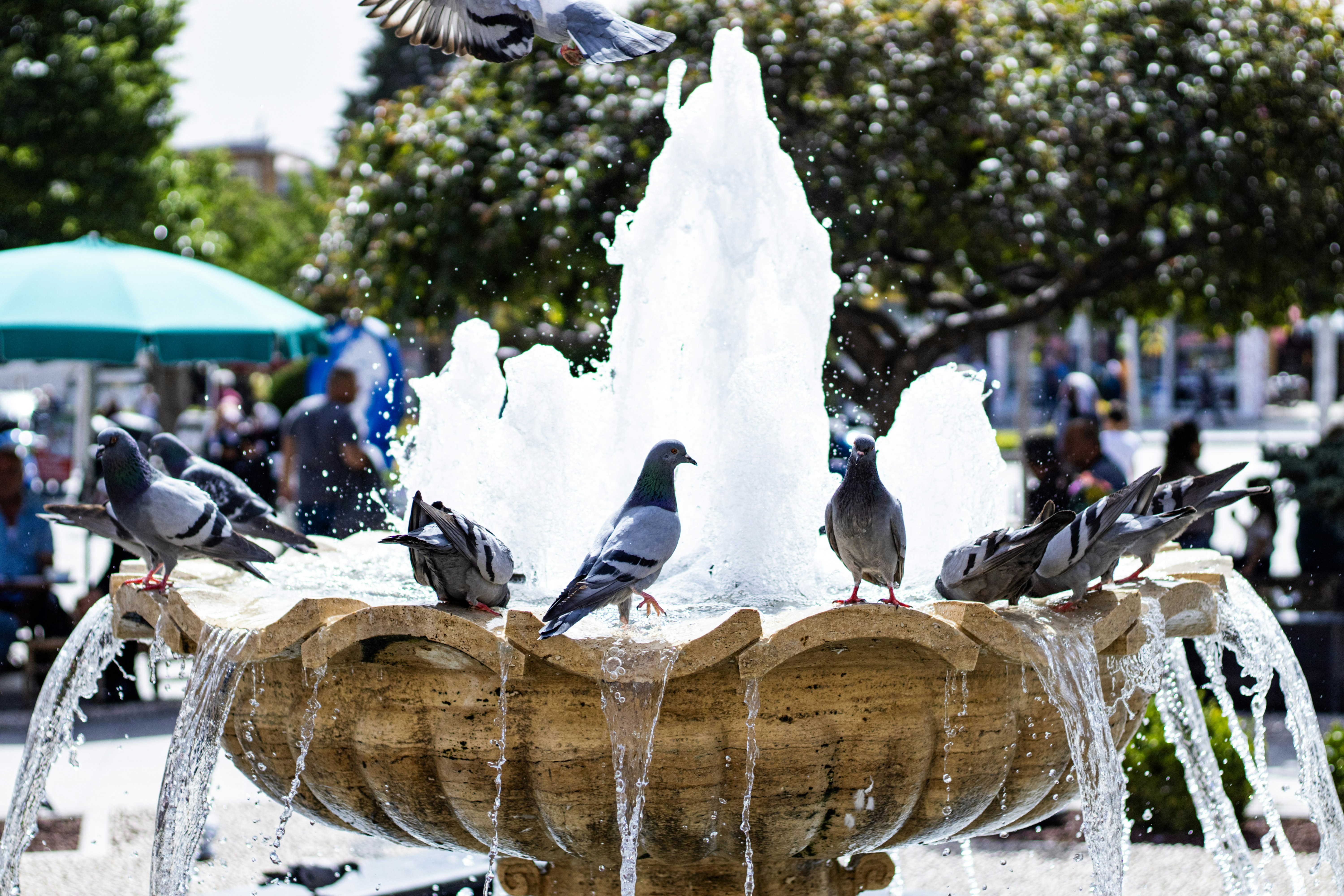Midair Wings and Fountain: Pigeons Rally at the City Font