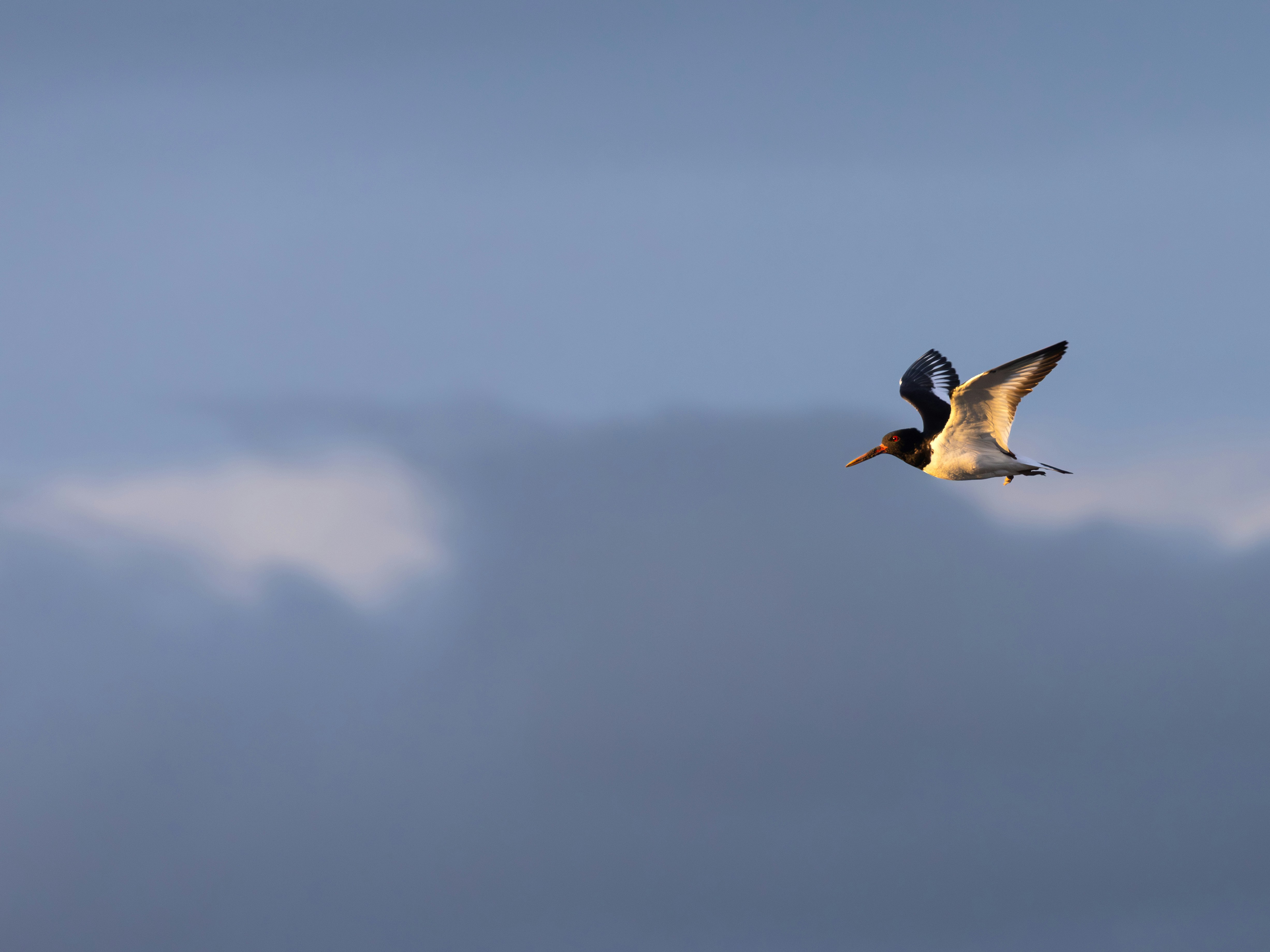Wingbeat in a Quiet Sky: A Kingfisher in Flight