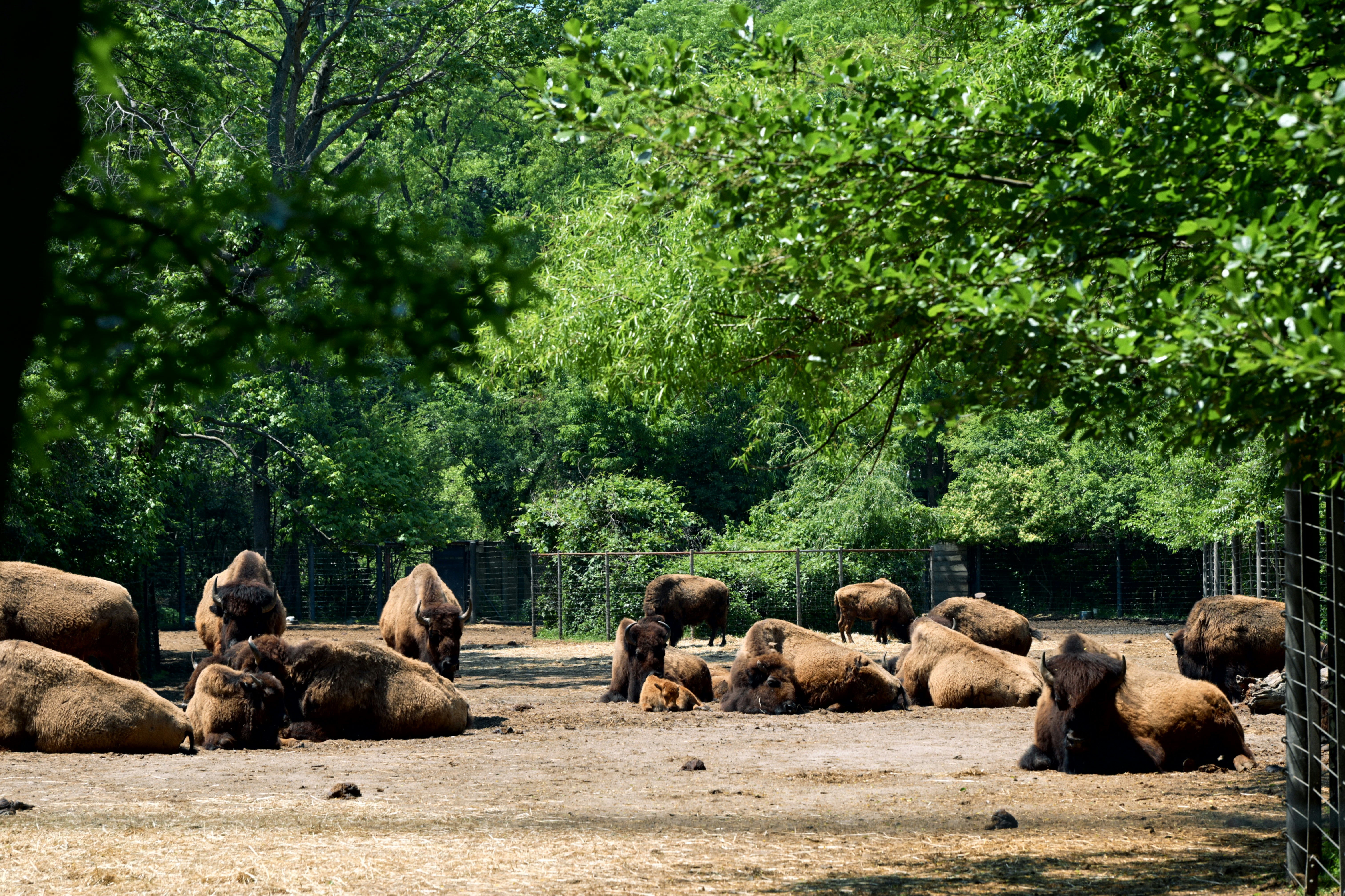 Loafing Herd: Afternoon Rest in a Shaded Barnyard