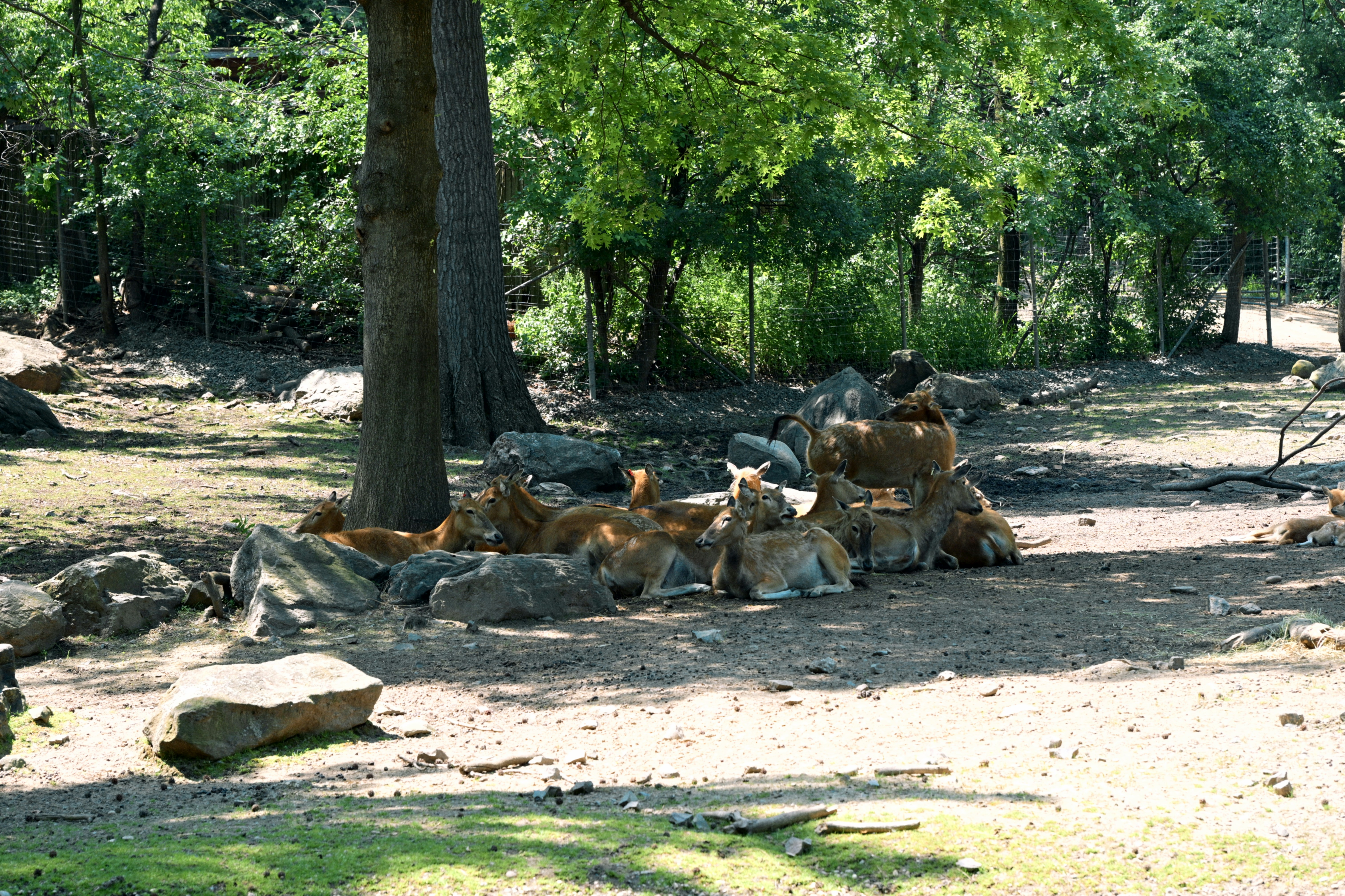 Several fawns rest under a tree in a sunny enclosure.