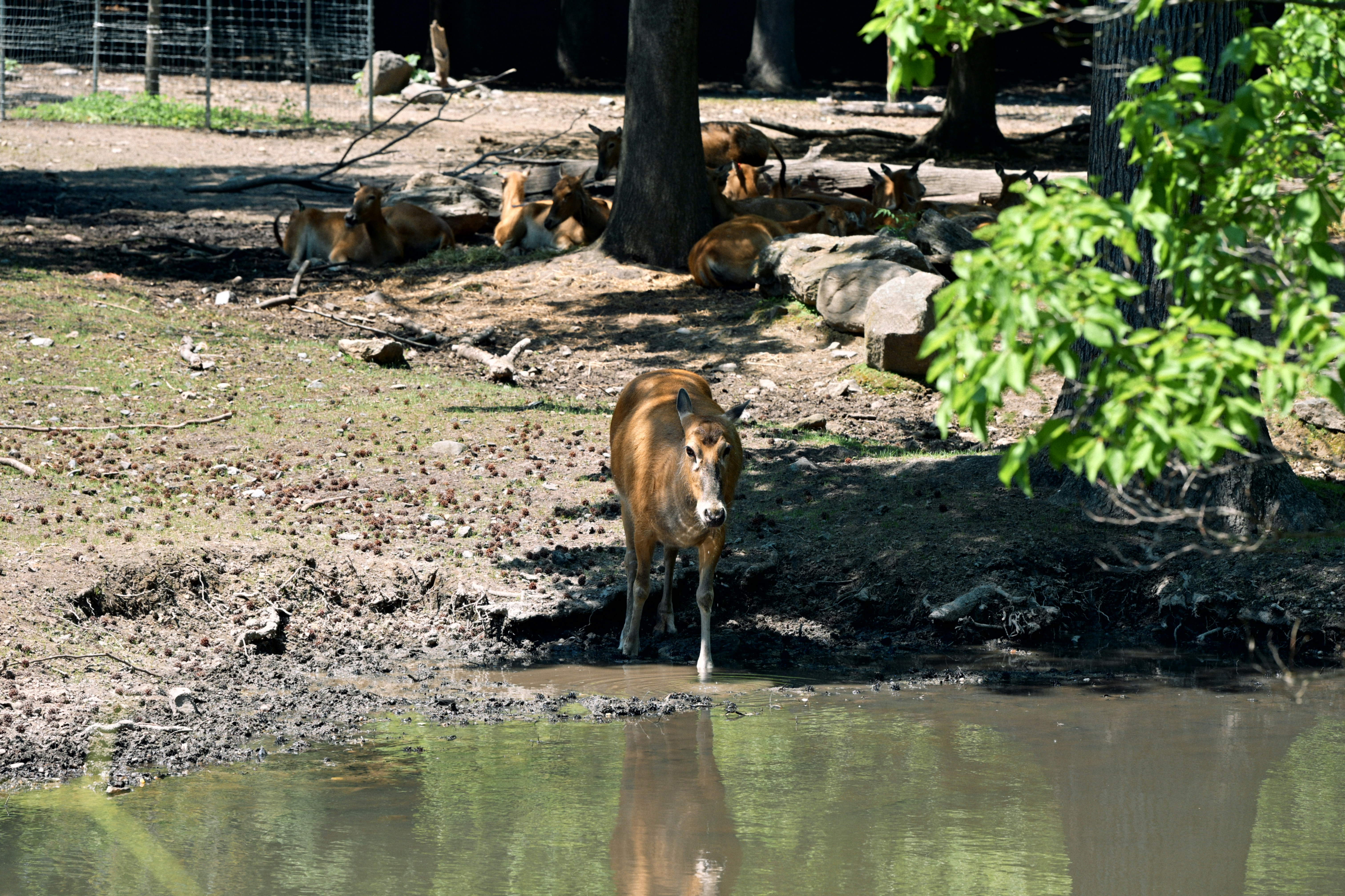 Lone Deer by the Waterfall Edge