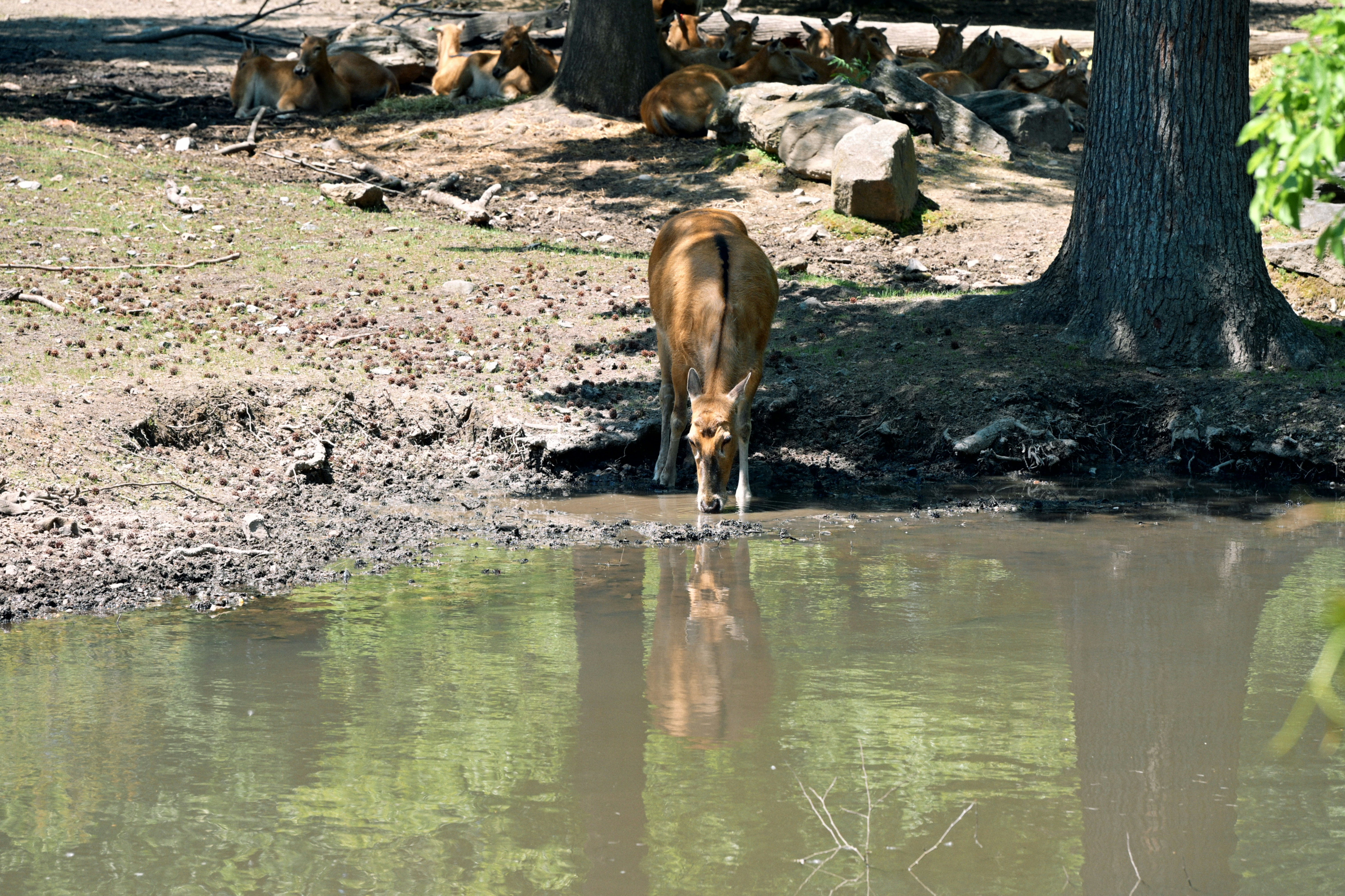 Calm Stepping: Deer at the Water’s Edge