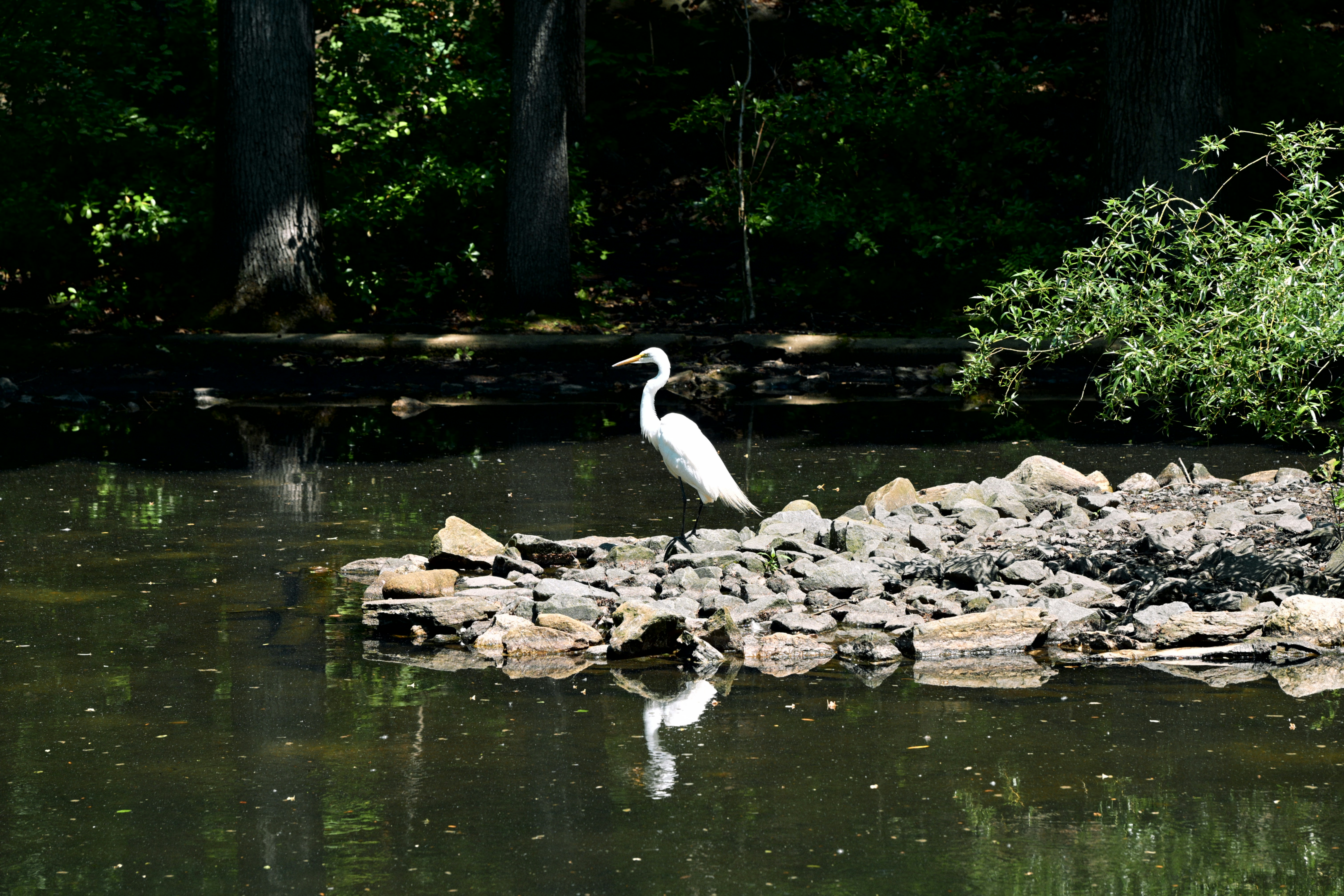 White Heron on a rocky shoal with reflections in a tranquil pond
