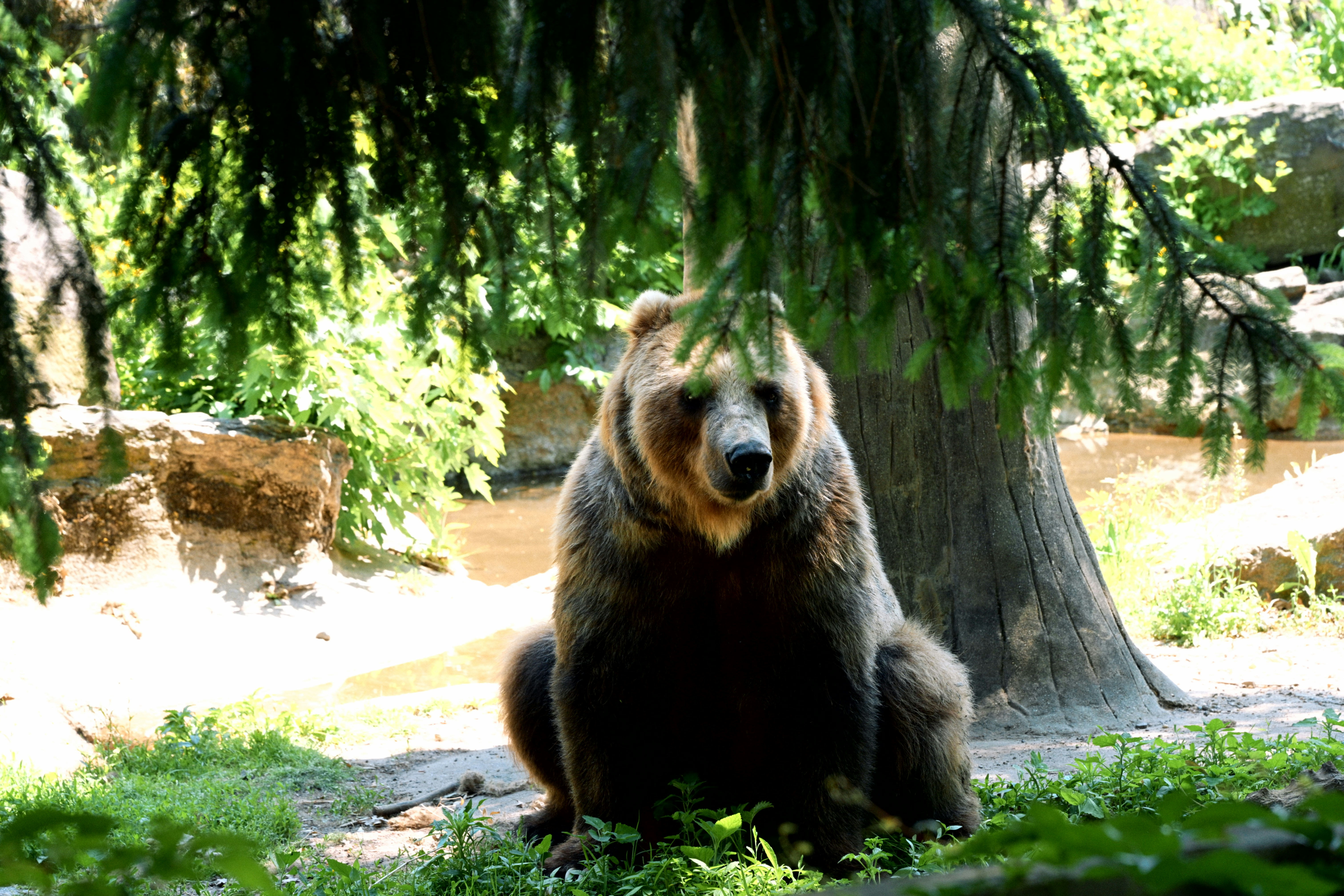 Centered Bear in Dappled Shaded Clearing