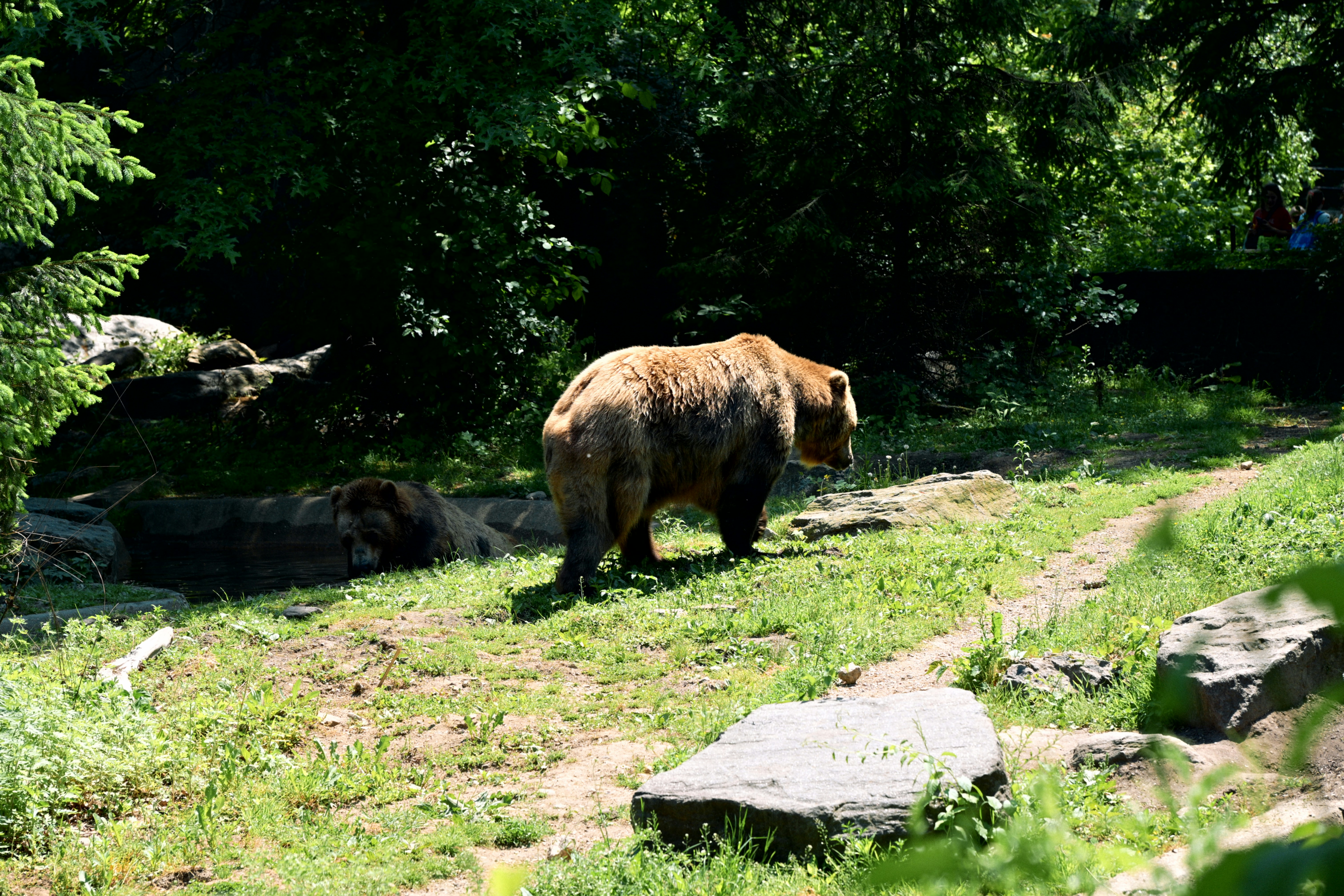The Forest Traveler: Bear in Dappled Light