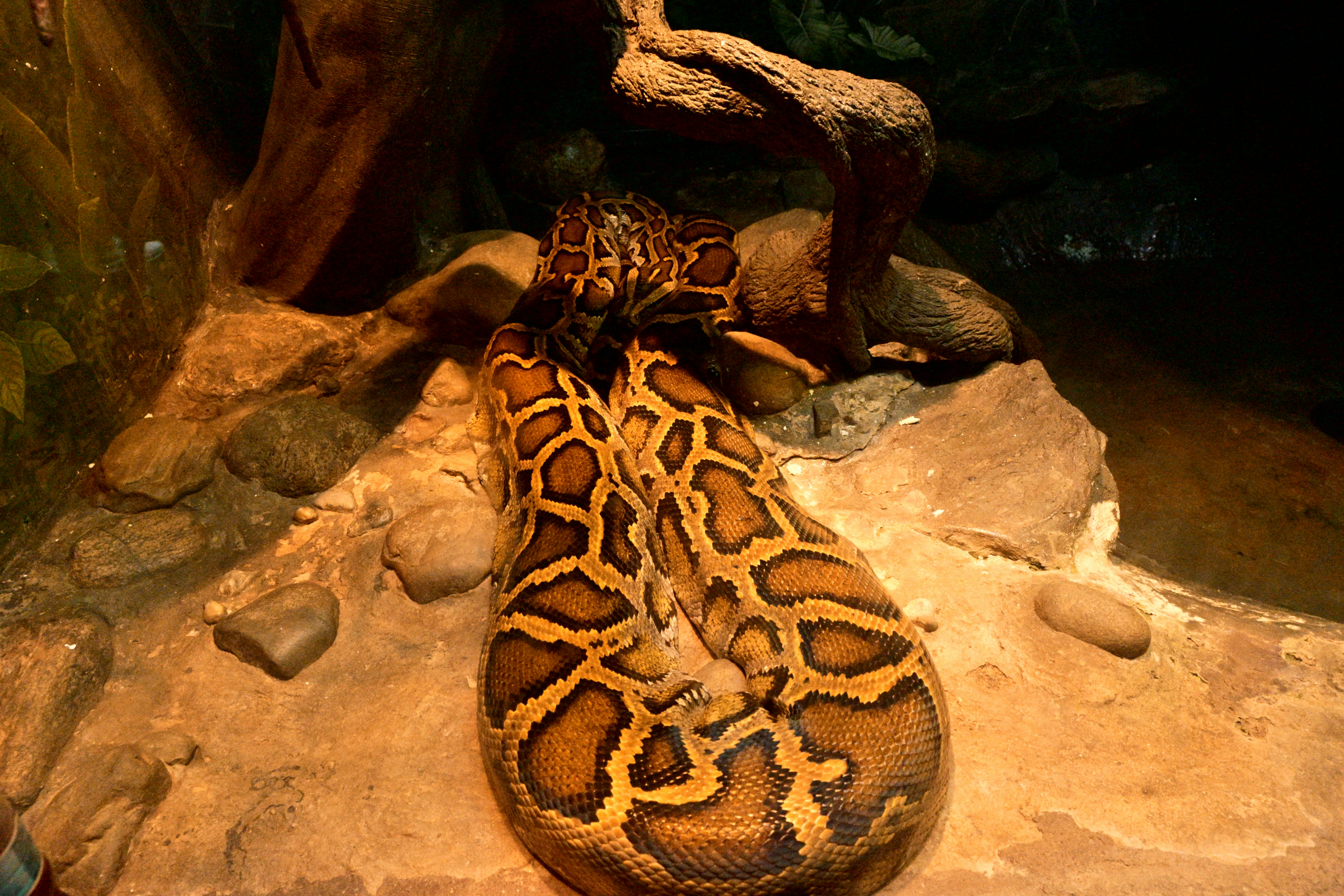 Coiled python resting on rocky substrate in dim enclosure. The snake's intricate patterning is visible with warm-toned lighting highlighting texture and scale details.