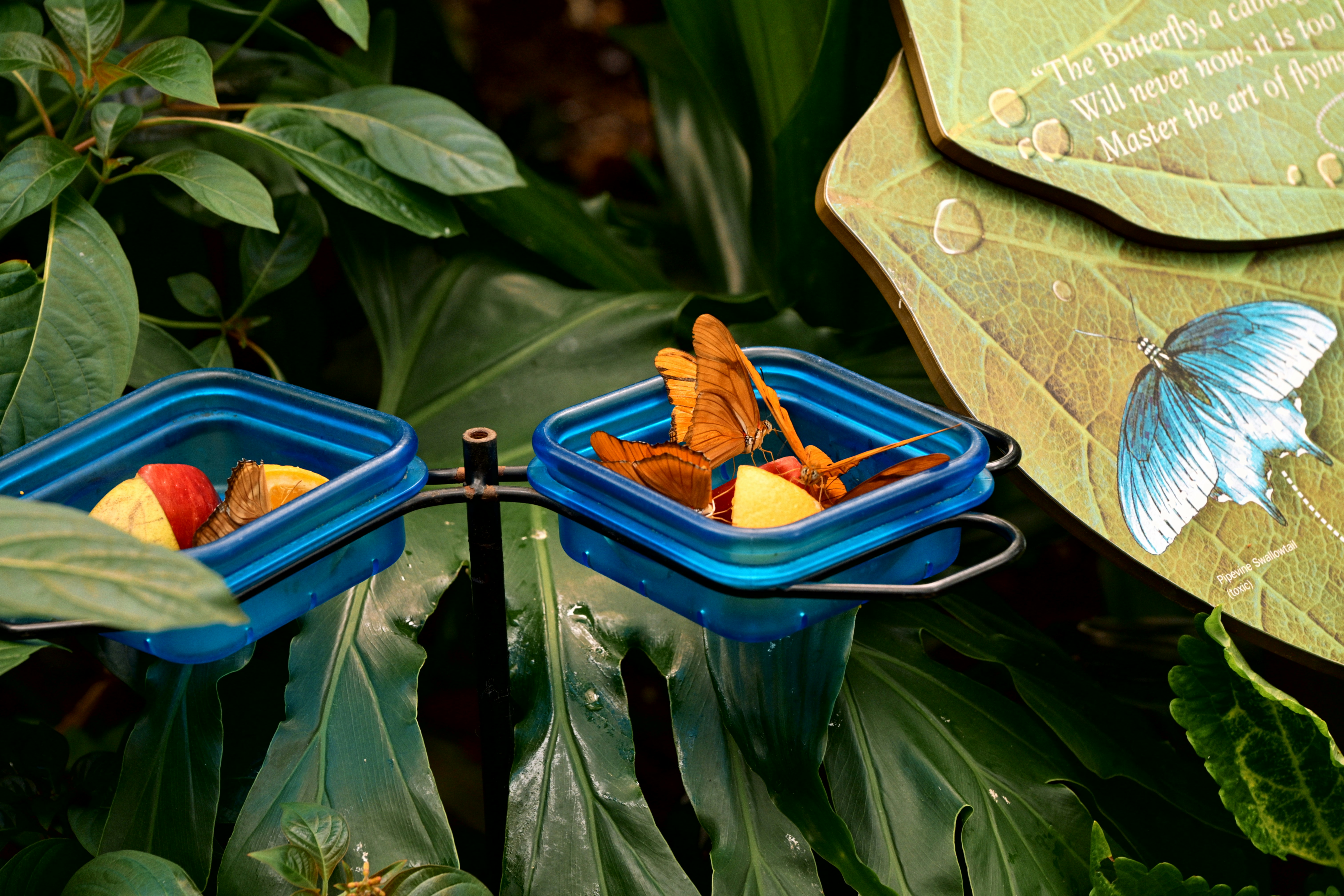 Blue lunchbox baskets nestled among glossy green leaves