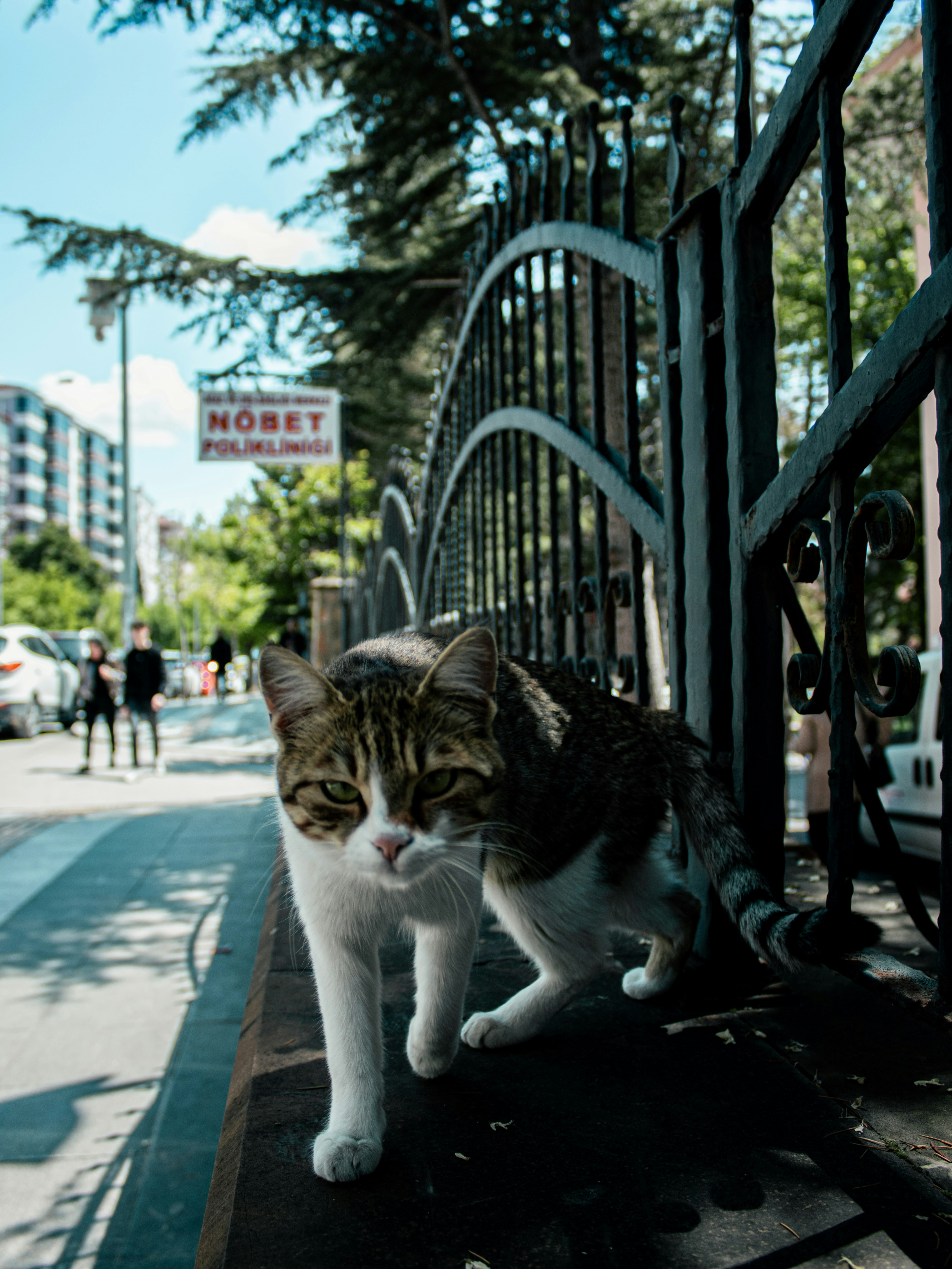 Curious Feline on City Walk
