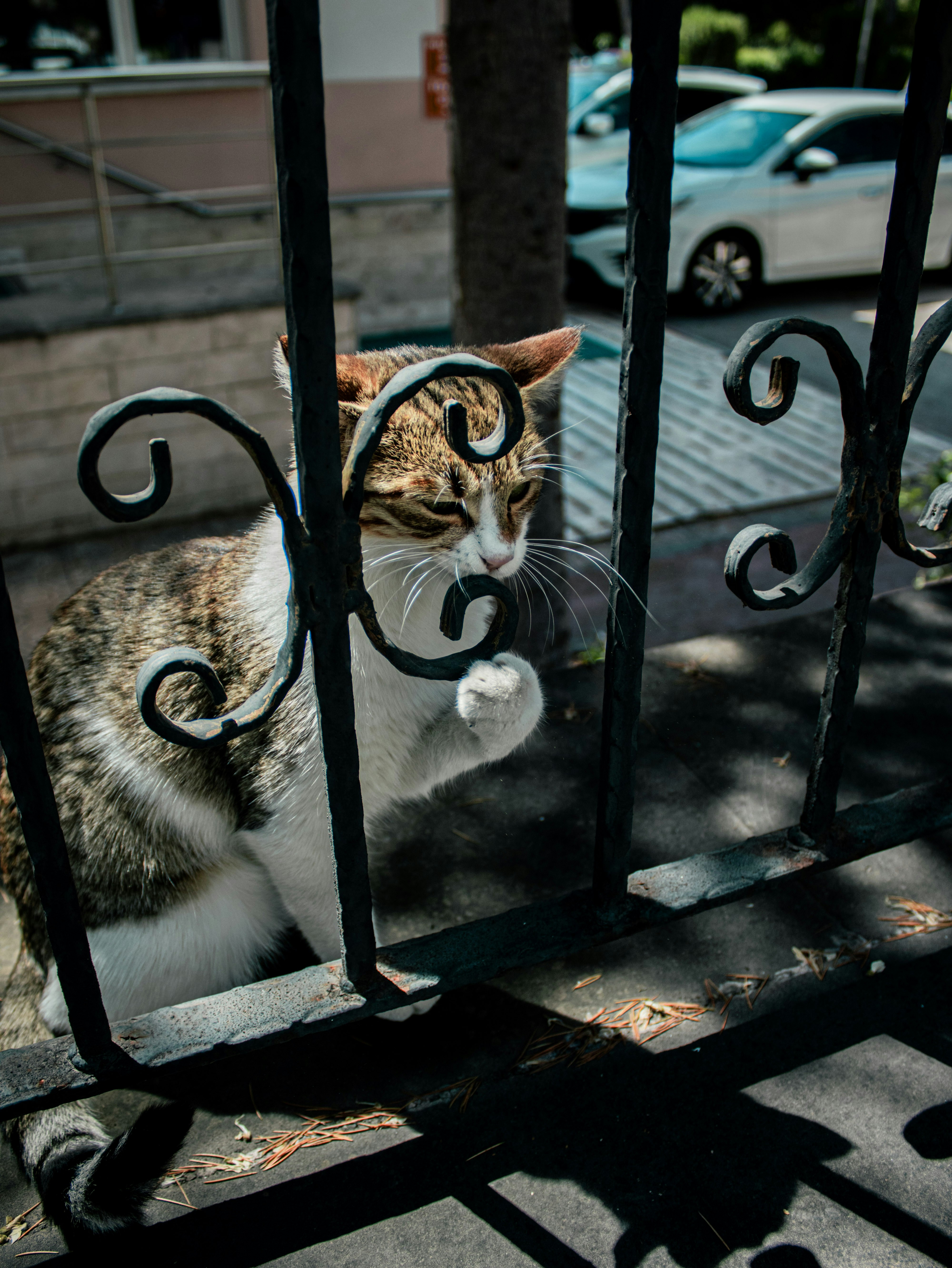 Curious Tabby at the Iron Garden