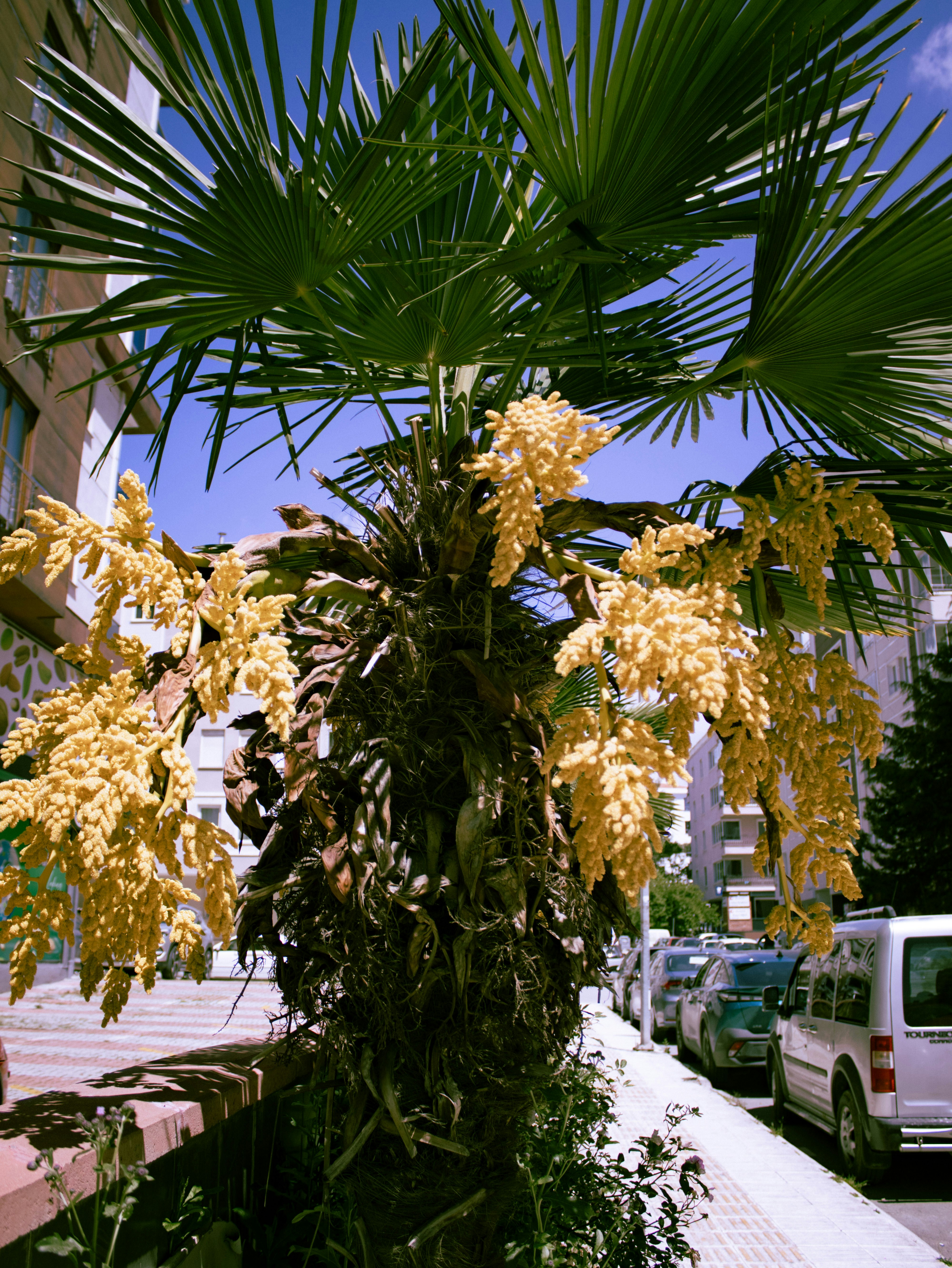 Golden Climbers Along a City Walk