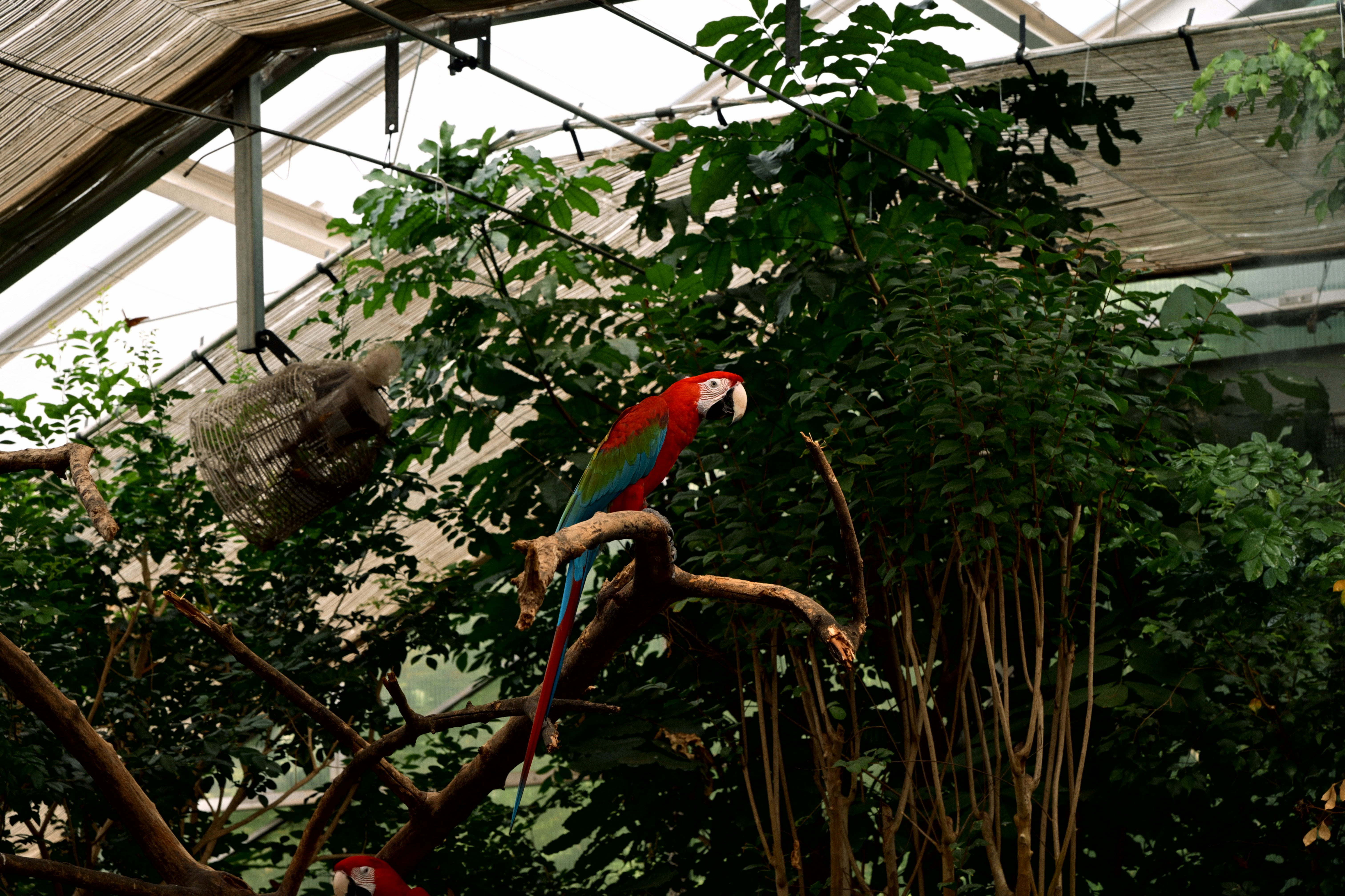 Scarlet Macaw on a Curved Branch Amid Greenery in Conservatory