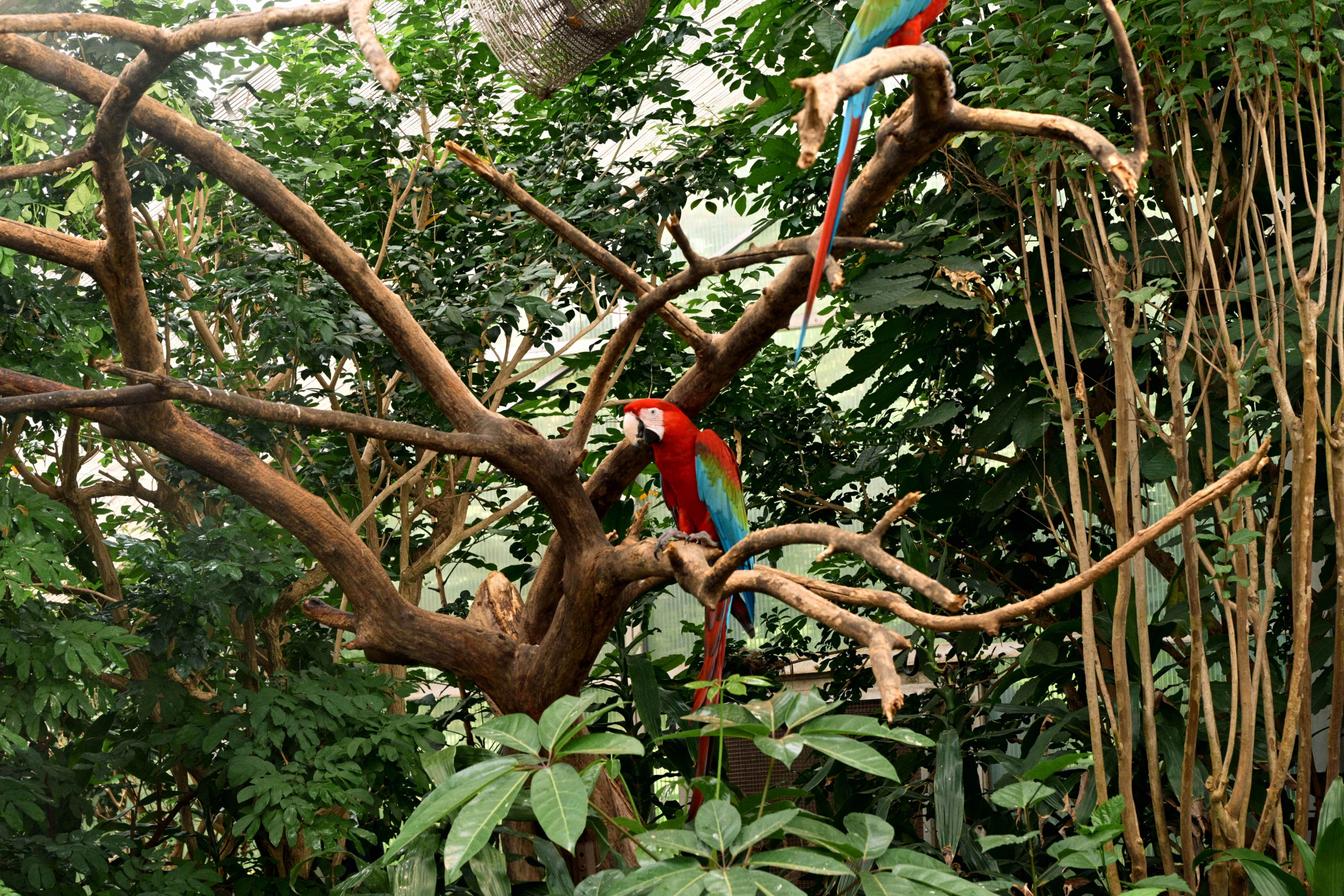 Vivid Parrots Among the Green Network