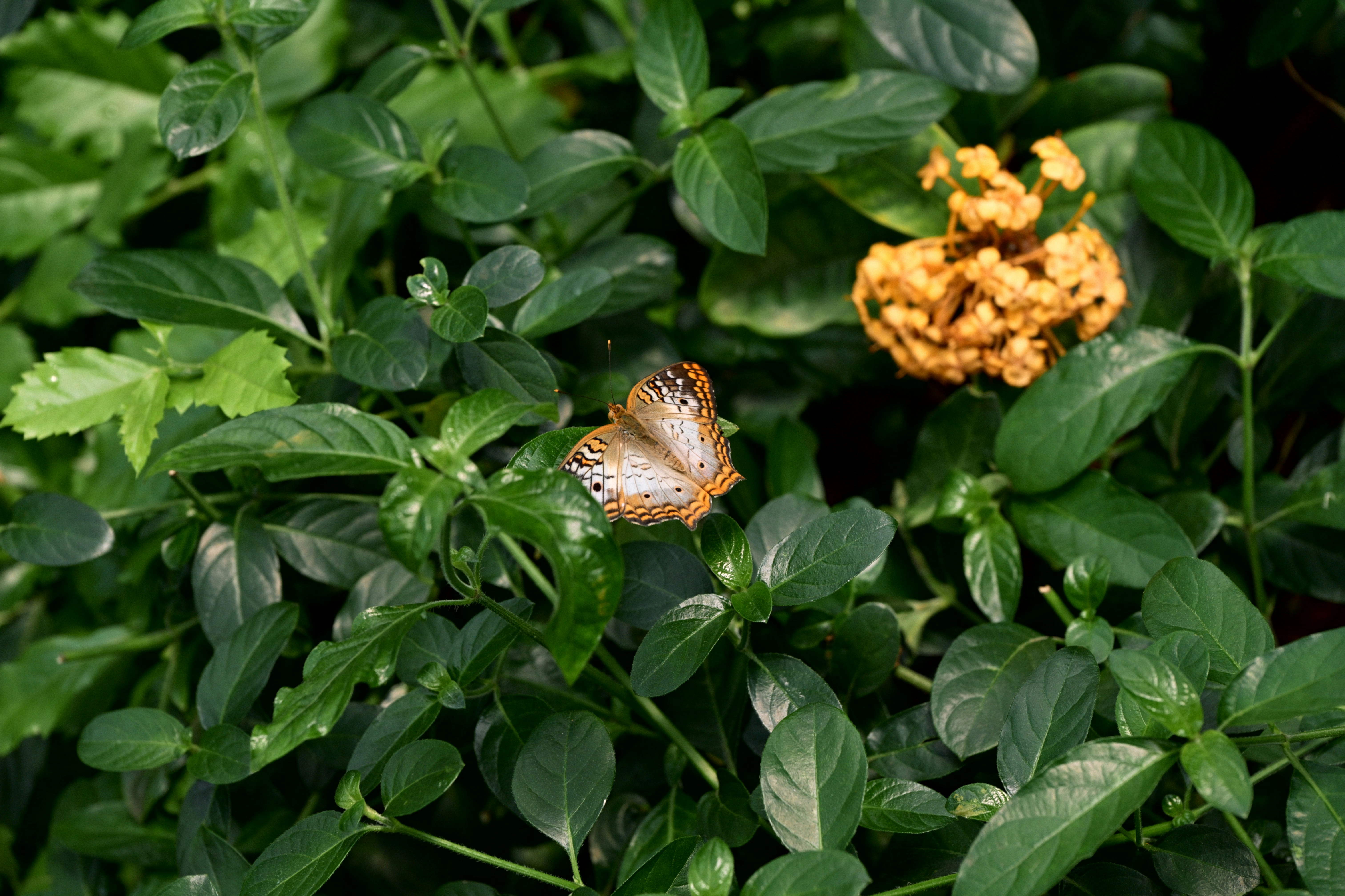 Gossamer wings among evergreen spears