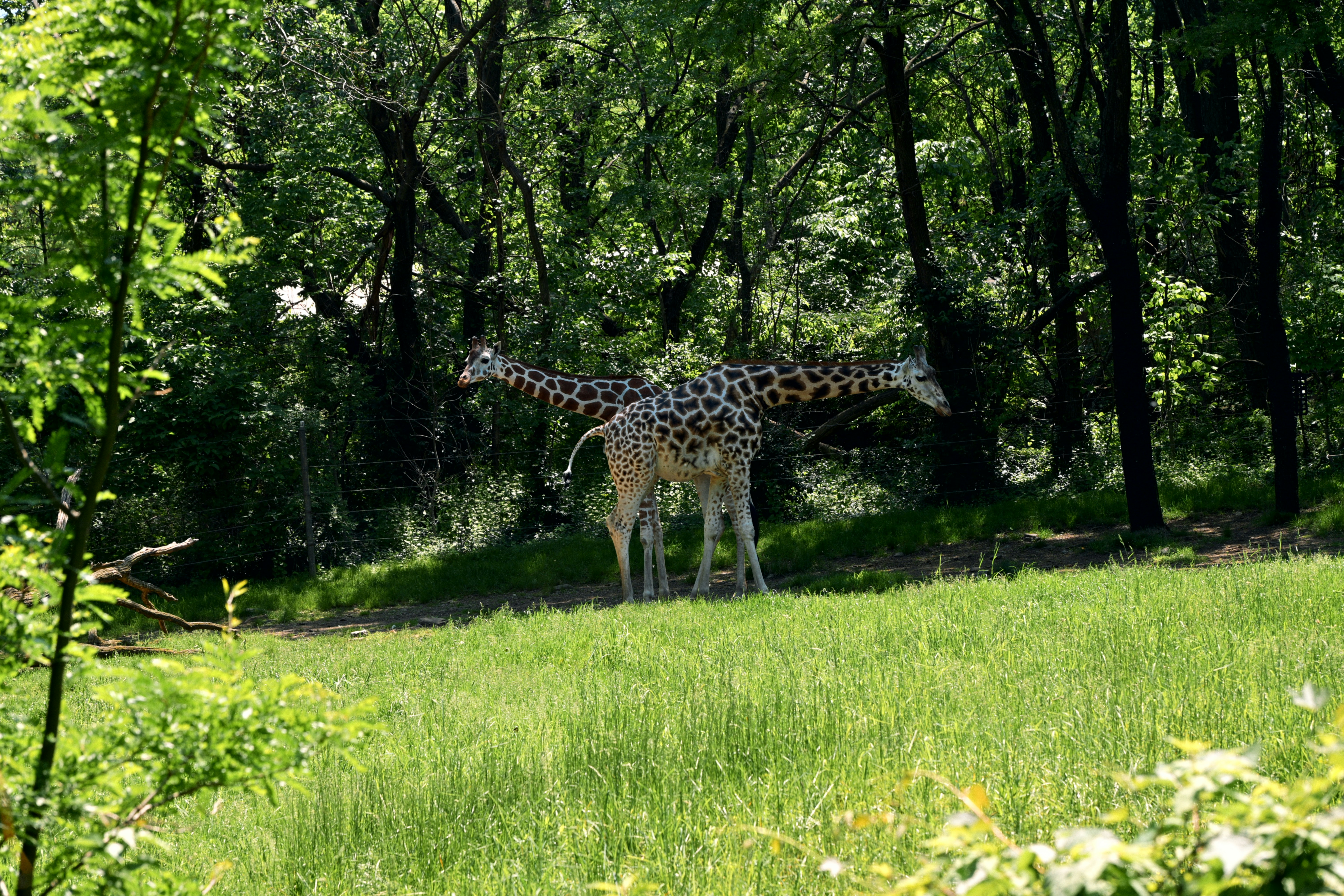 Giraffes Reining the Meadow: Dual Neck Spans Under Dappled Canopy