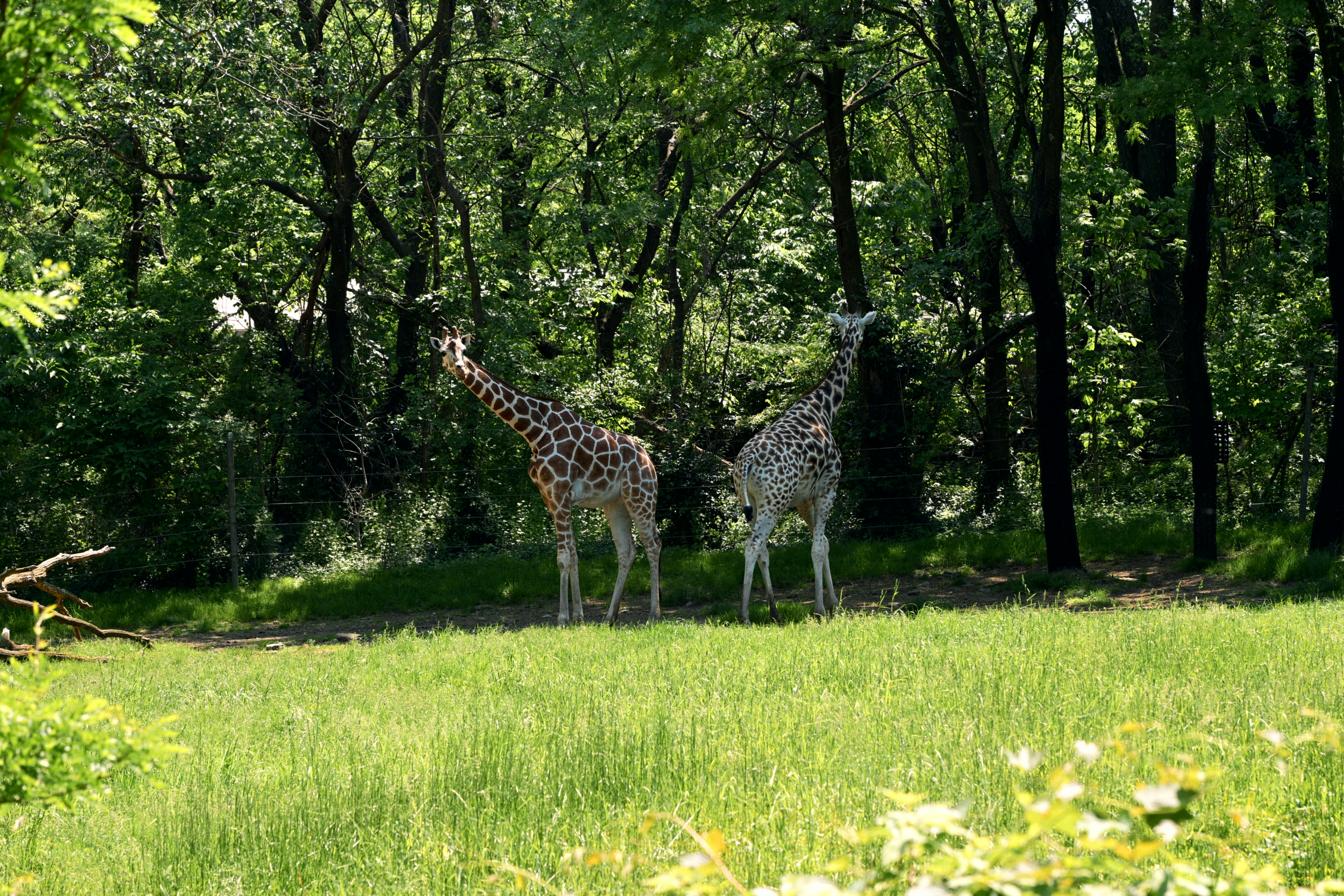 Two giraffes stand in a sunny, green forest clearing.