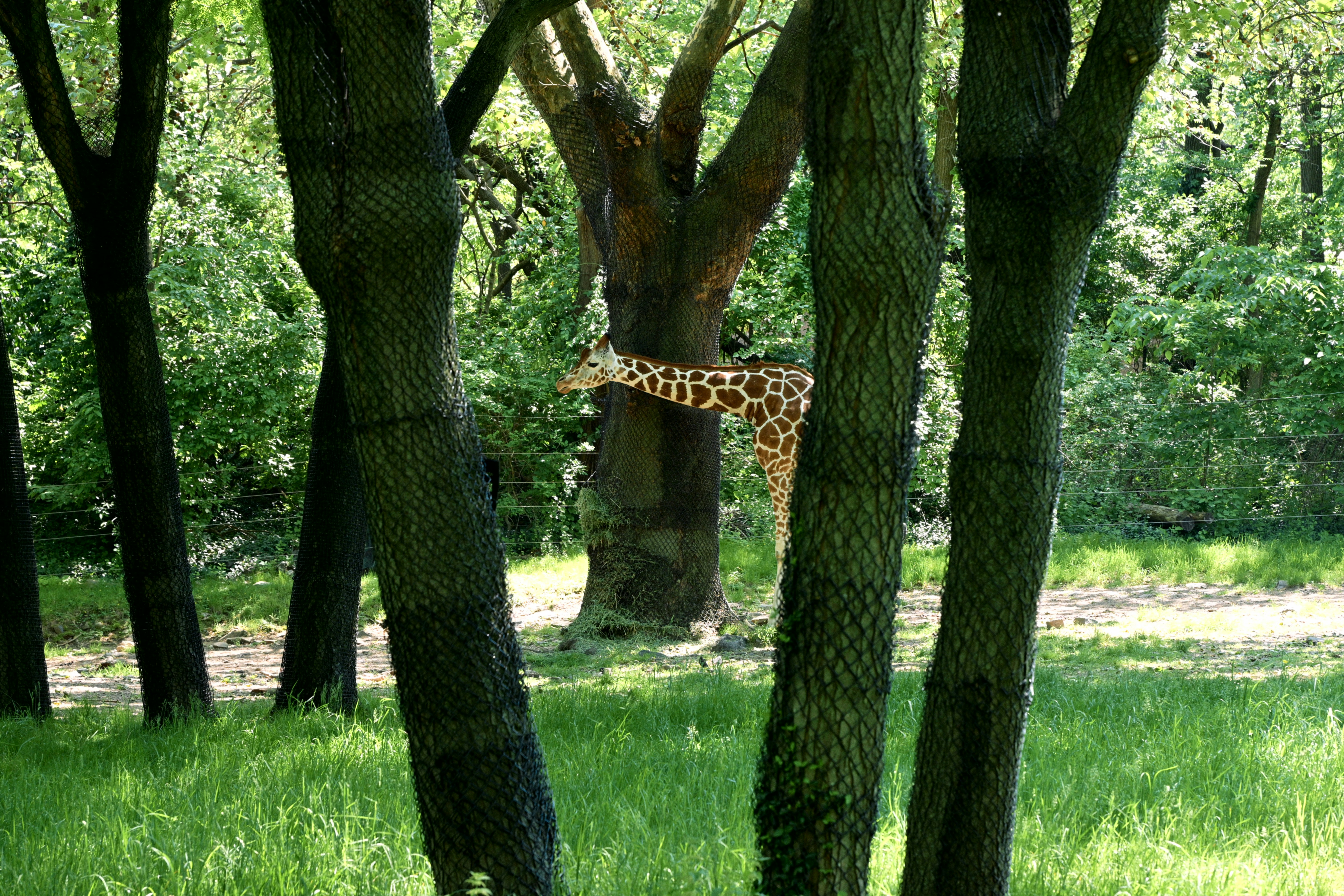 Giraffe at the Edge: A Quiet Forest Vista