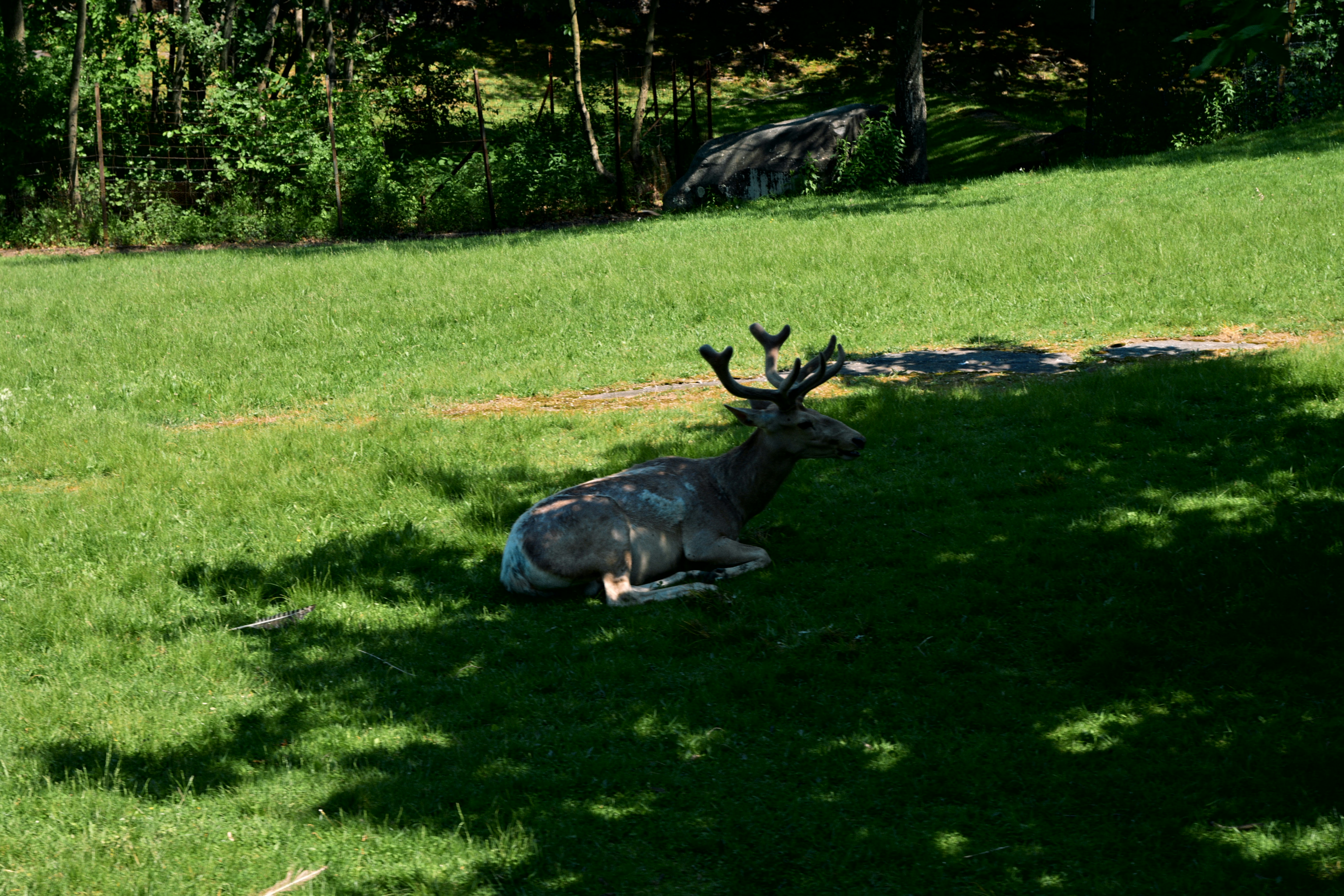 A Majestic Deer Resting in Dappled Park Shade