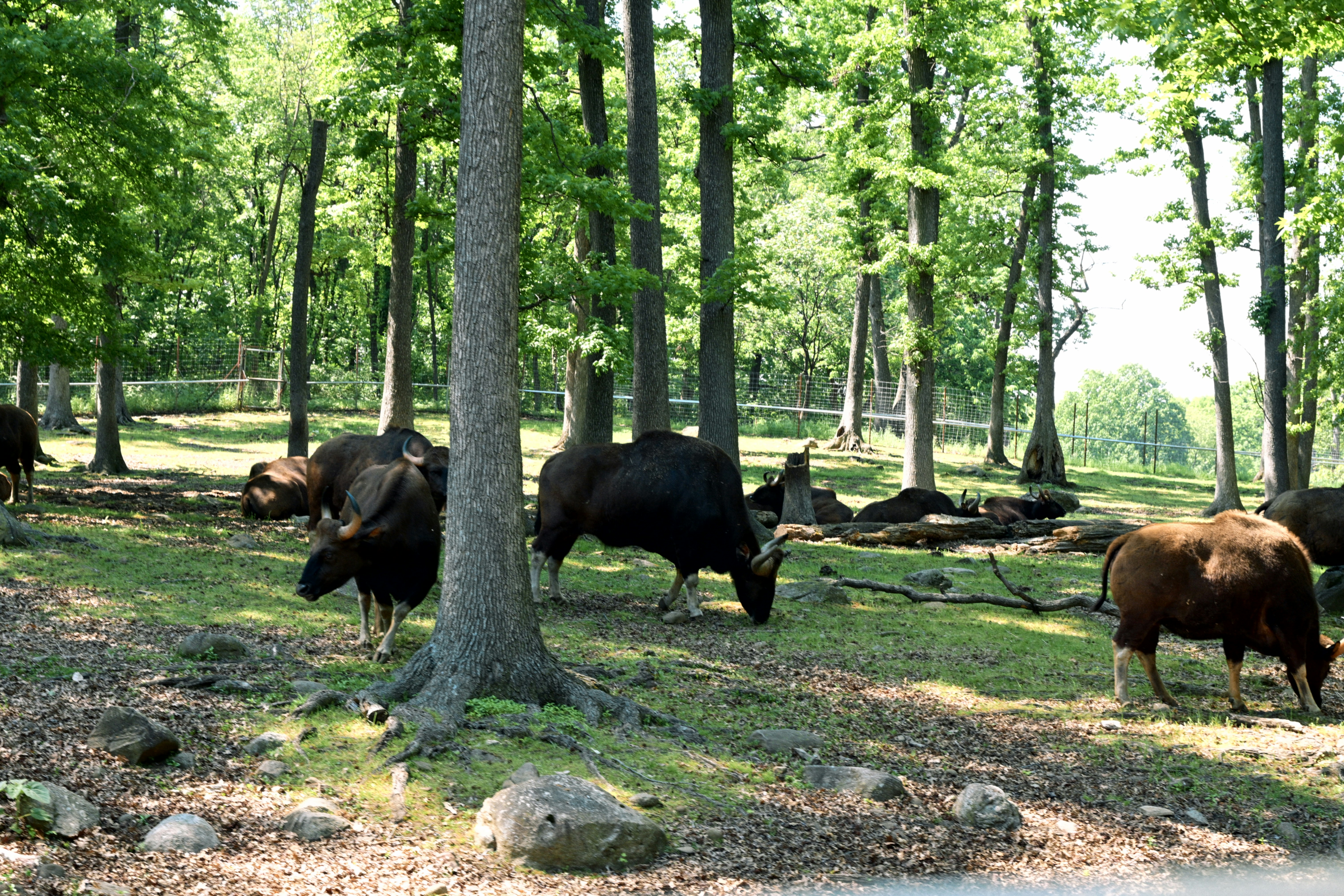 Grazing Quiet: Bison Herd at Dappled Park Edge