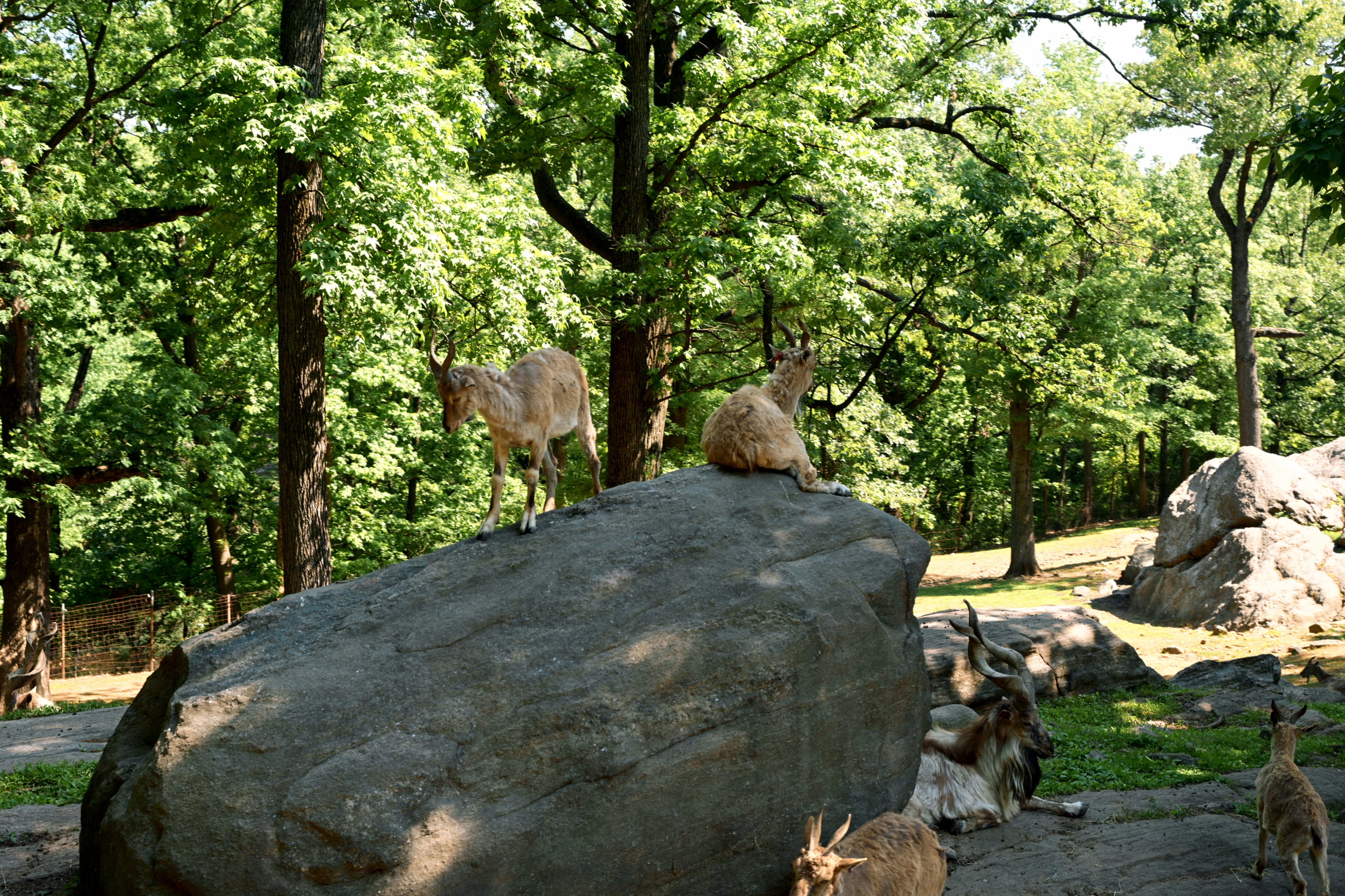 Herd On a Sunlit Granite Sentinel