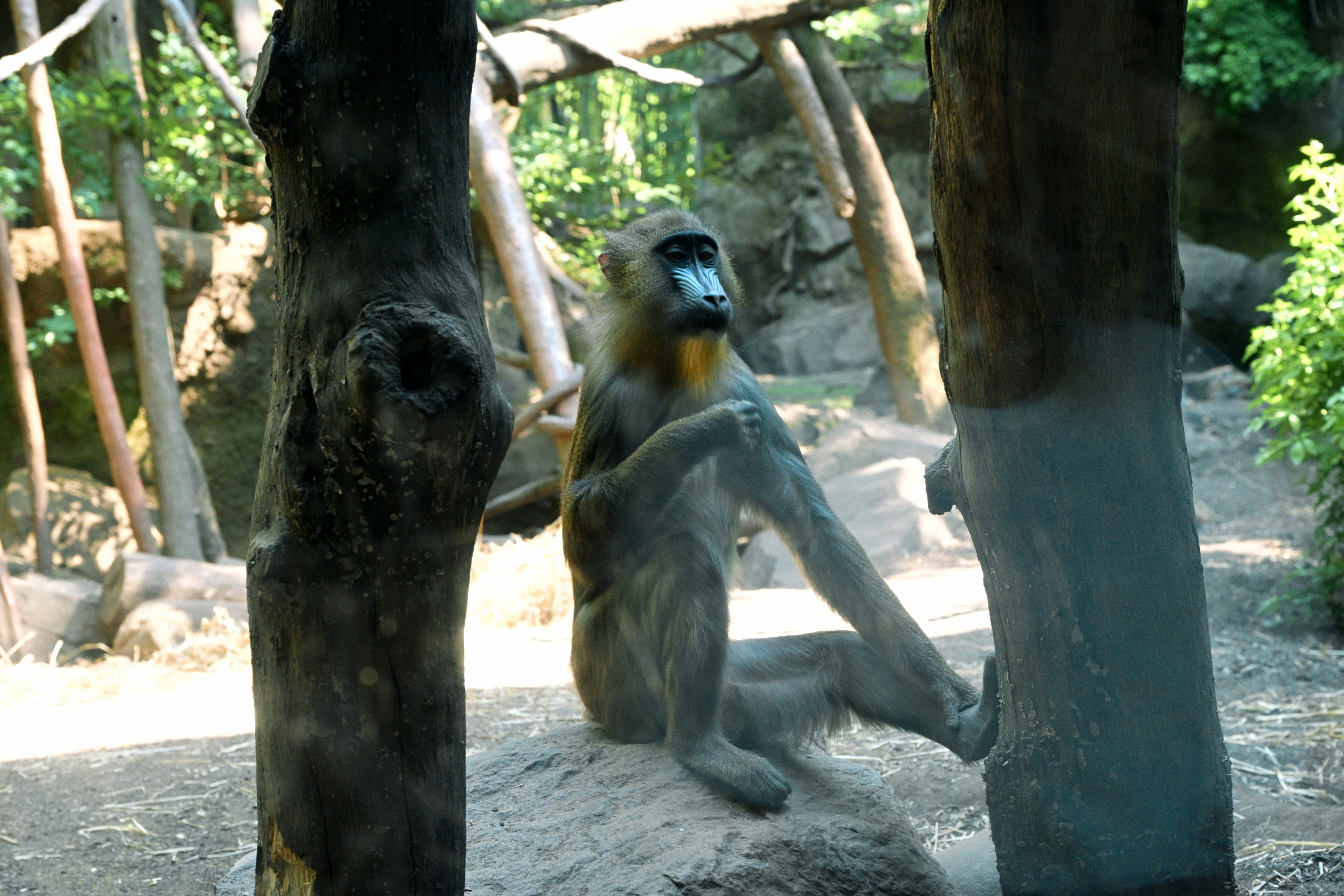 Inquisitive Primate Among the Logs