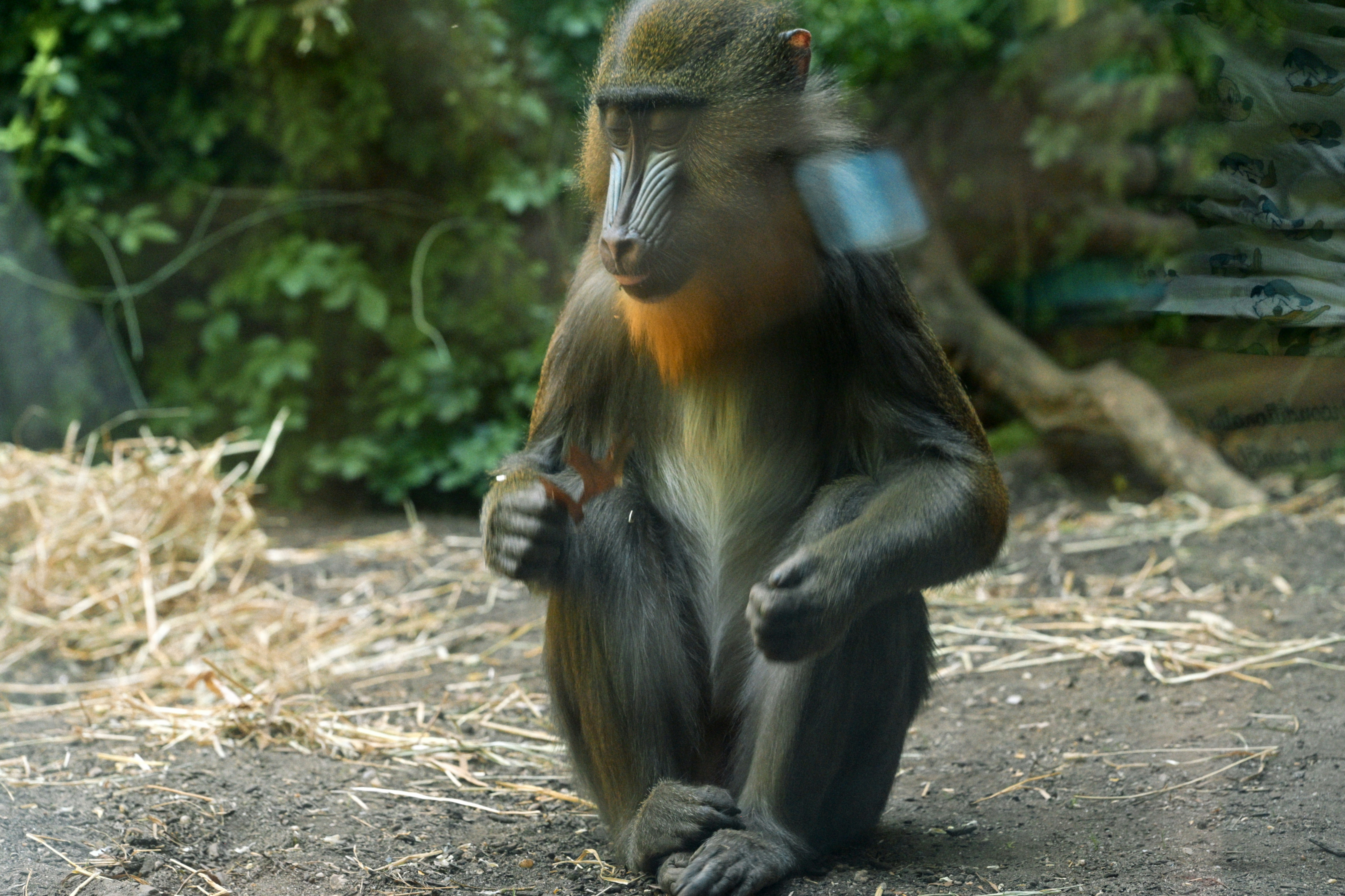 Mandrill in Glassy Moment: Framed Quietly at Play