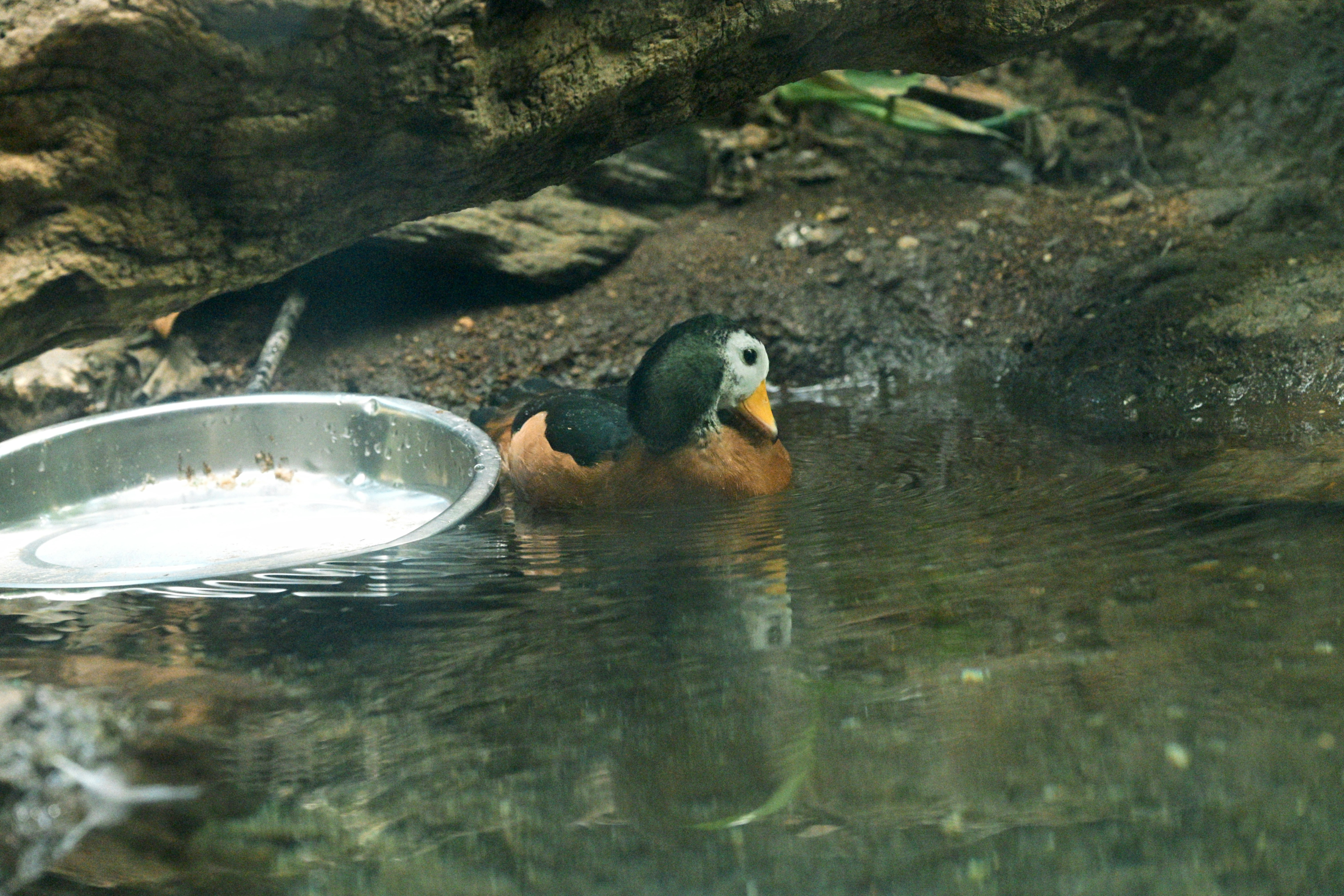 Duck in a Quiet Pool with a Surprising Metal Rim