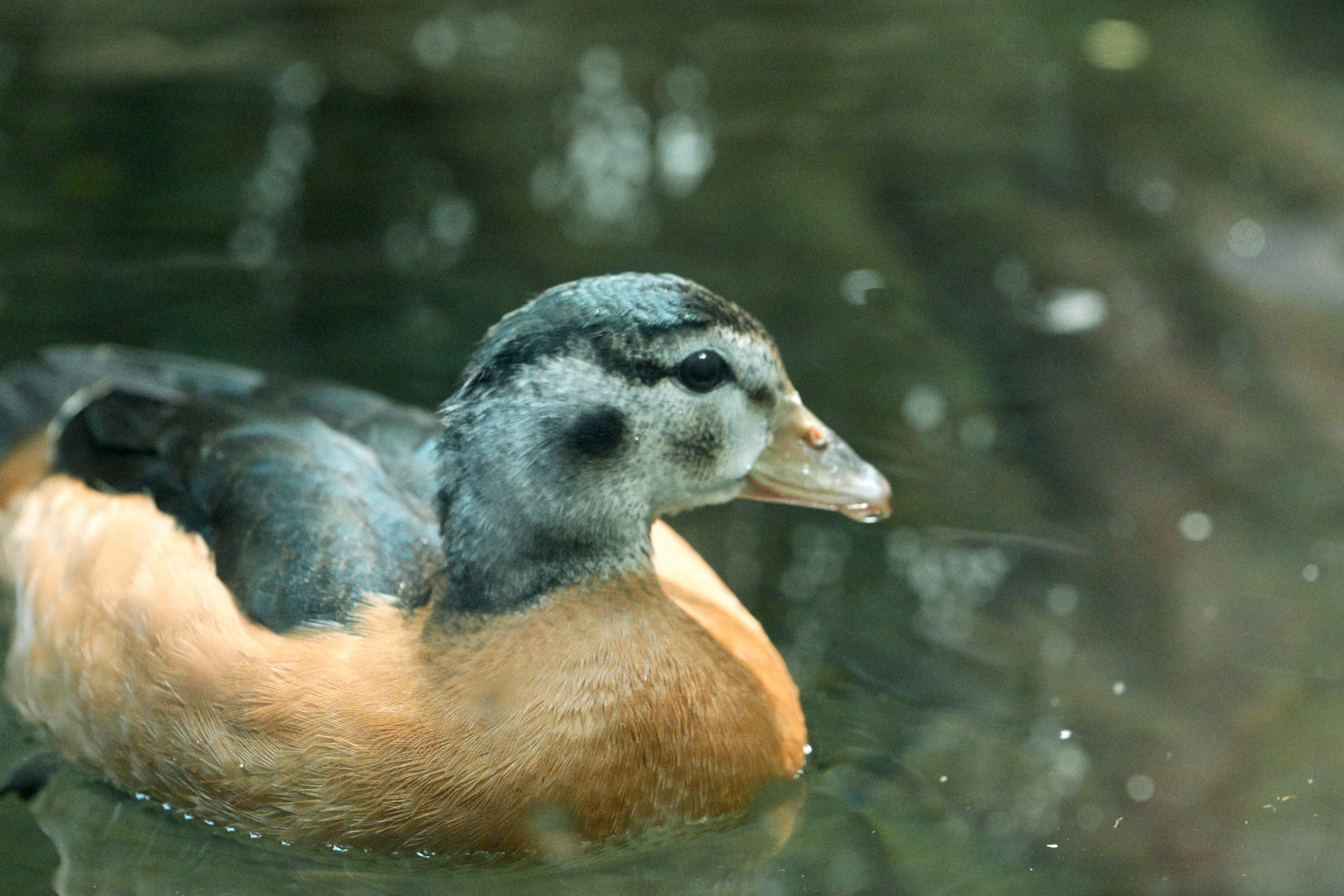 Coasting Duck: Soft Backlit Reflection on a Quiet Pond