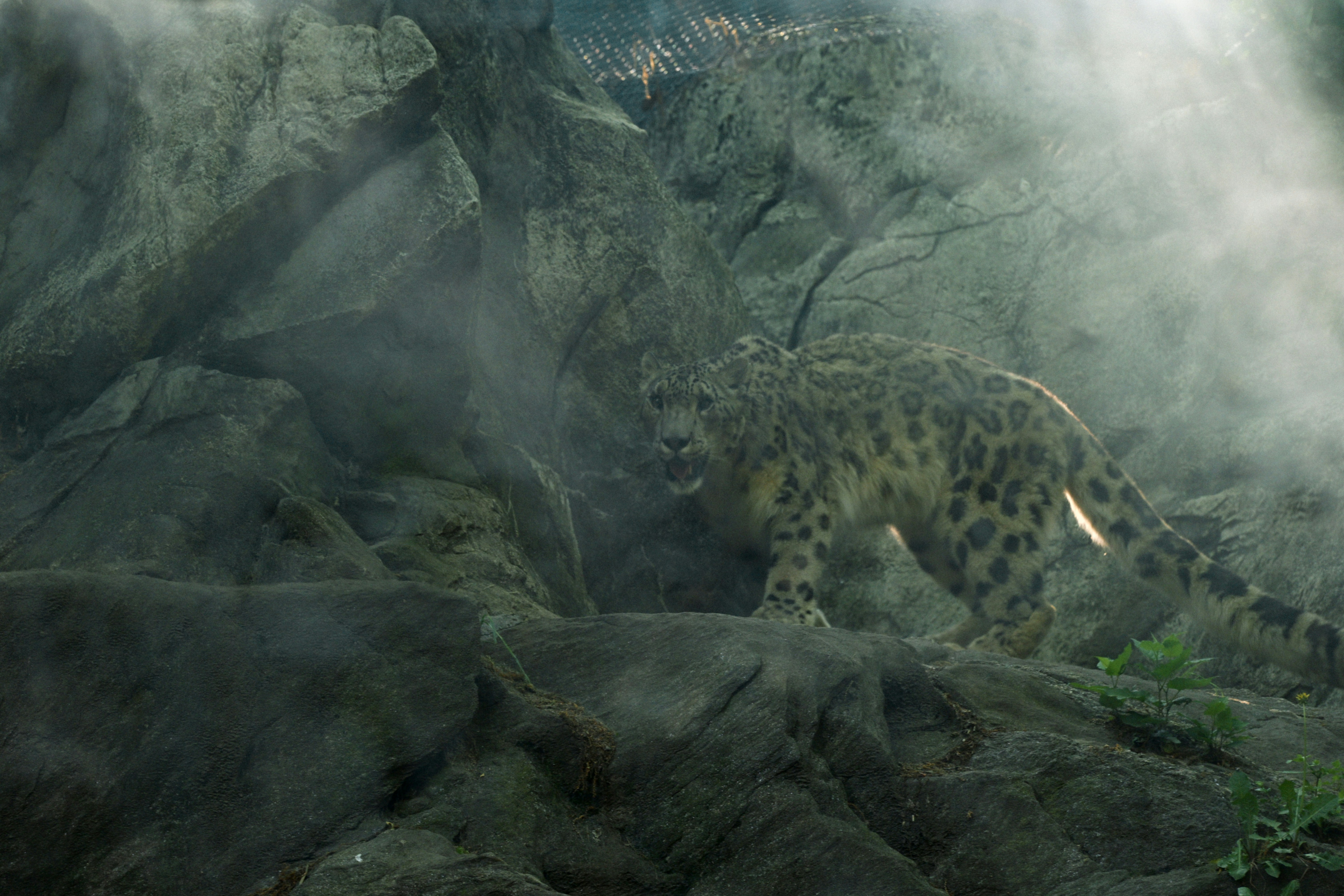 Leopard Silhouette on Rainy Rock: A Stealthy Glimpse Through Mist
