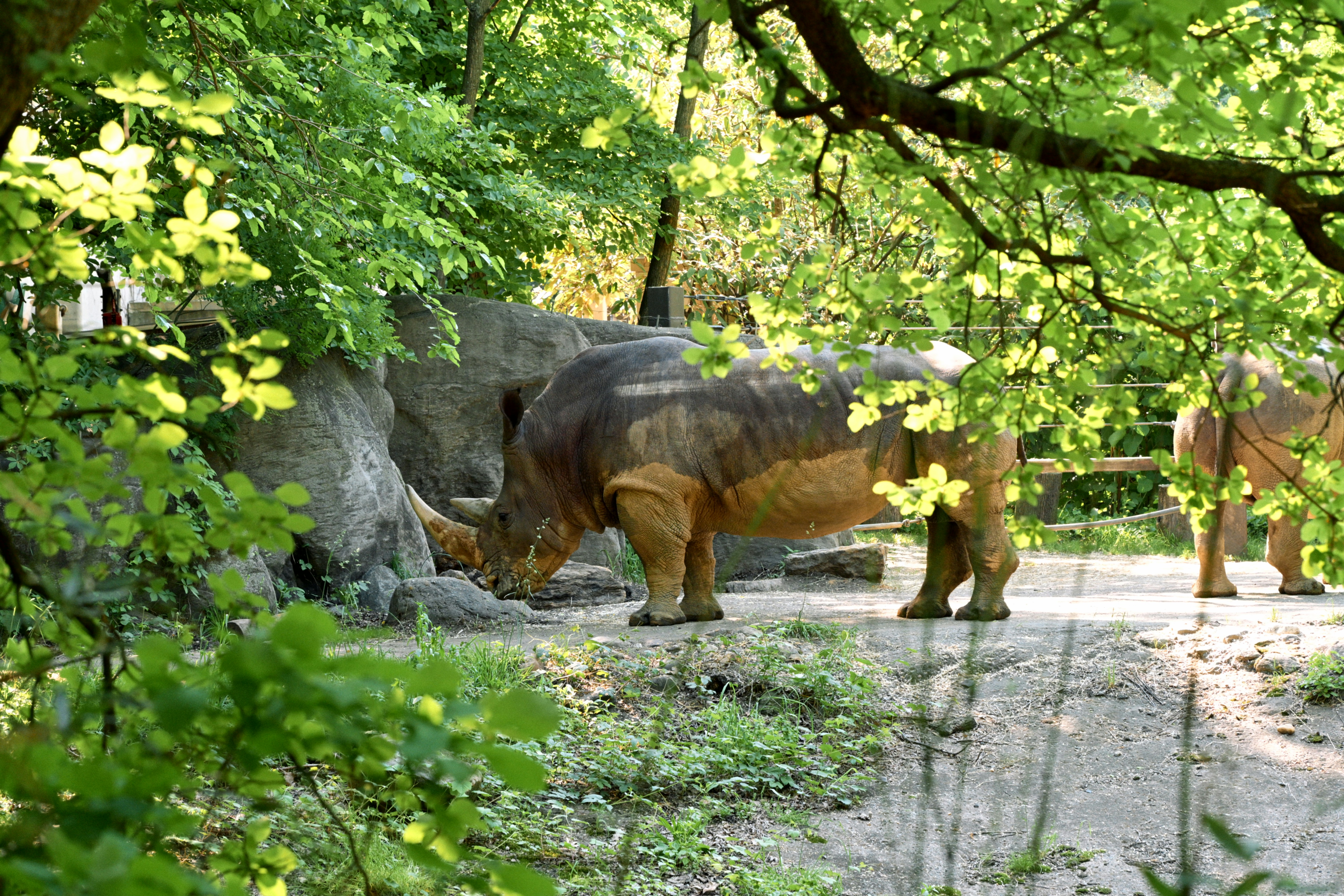 Rhino Passages: Sunlit Drift Through Green Shadows
