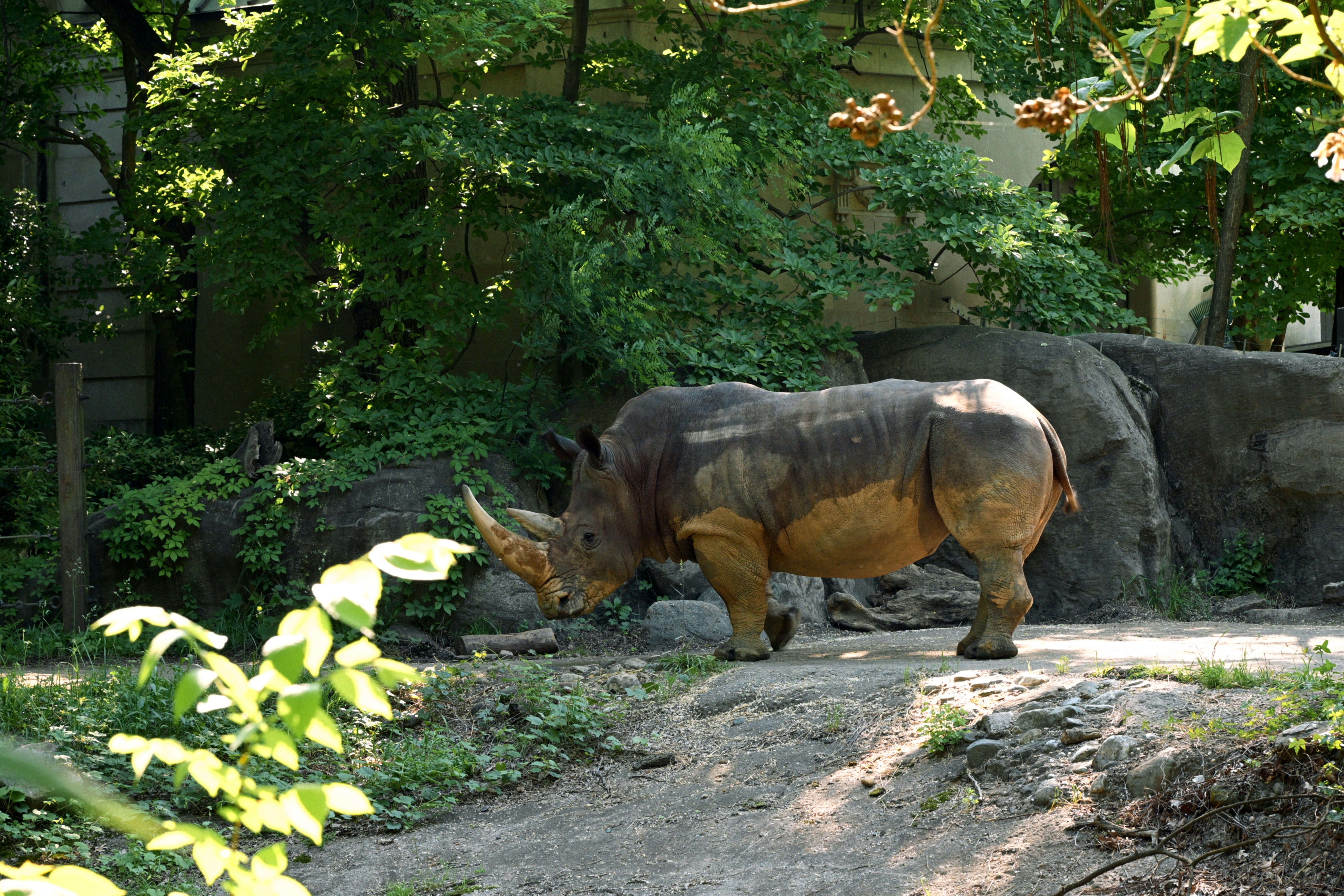 Rhinoceros in dappled shade near rocky enclosure