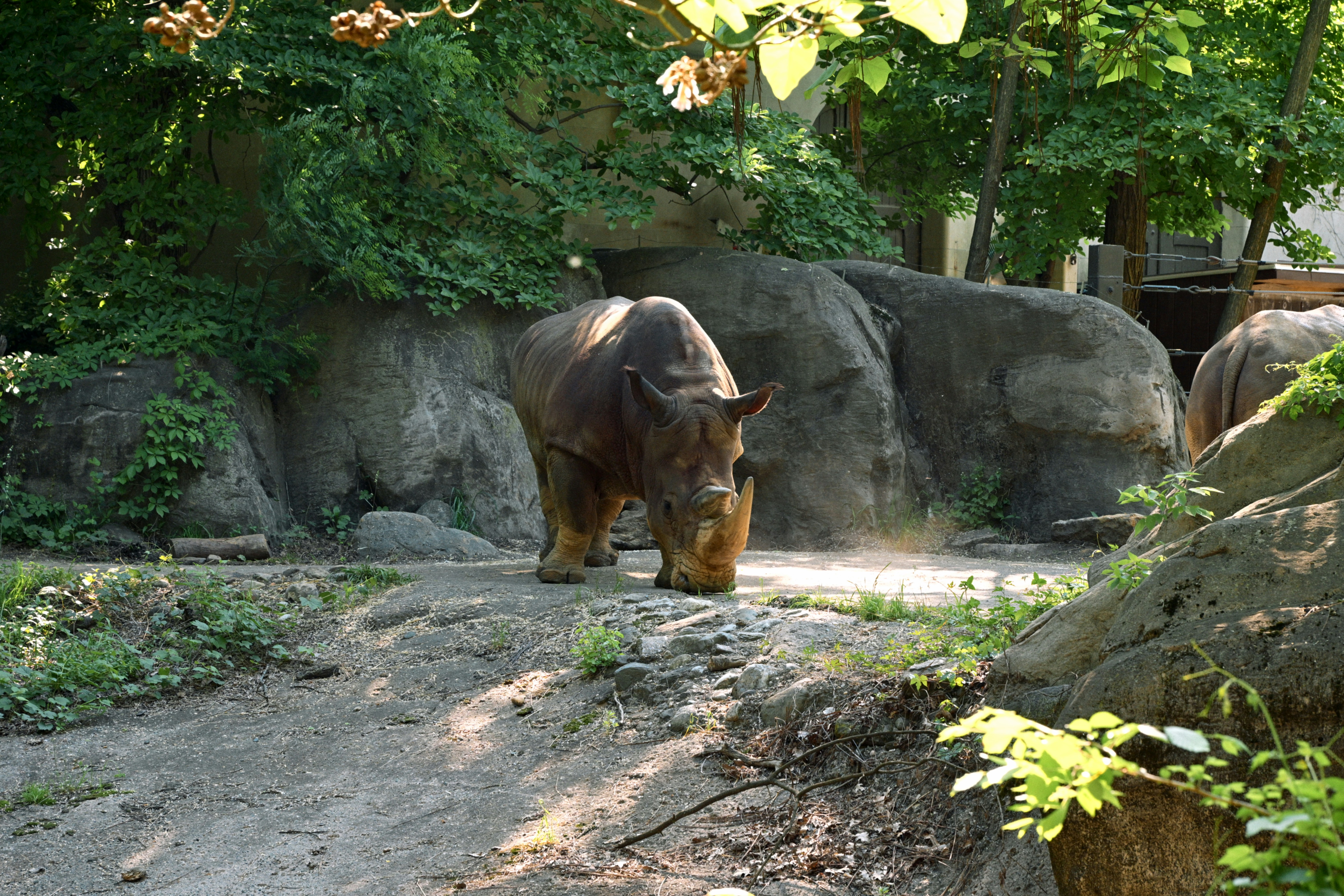 A rhinoceros stands in a rocky enclosure with green foliage.