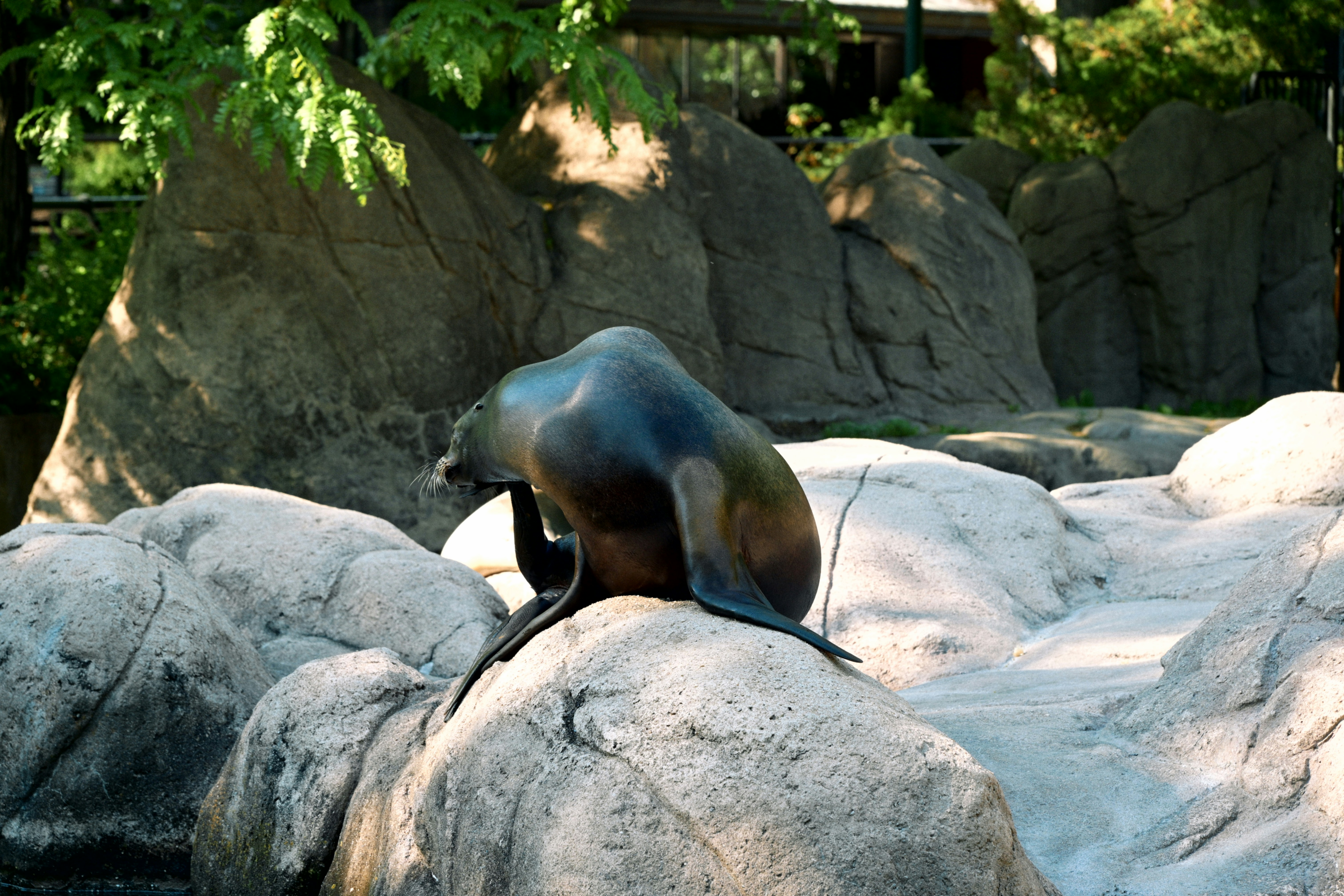 Tide-Slicked Seal Finds a Quiet Rest Among Smooth Stones