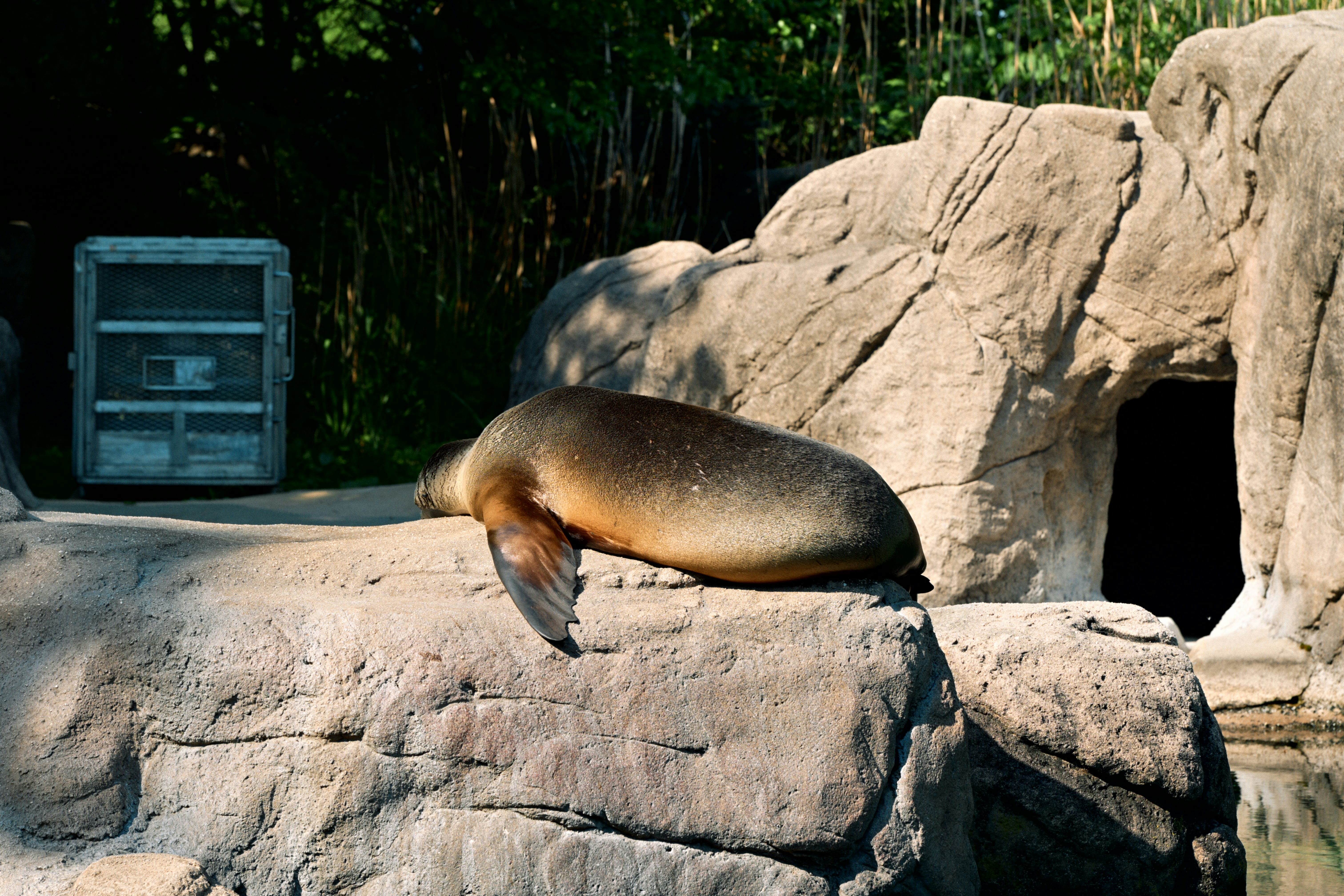 Sealed in Serenity: a lone seal rests along sunlit rock
